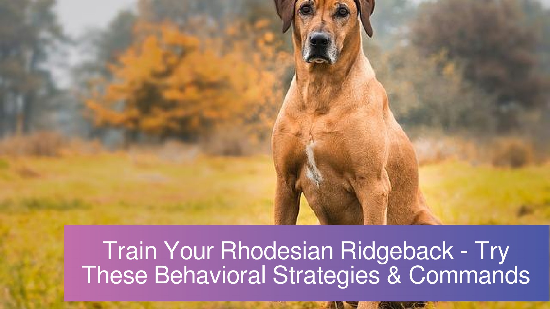 Train Your Rhodesian Ridgeback - Try These Behavioral Strategies ...