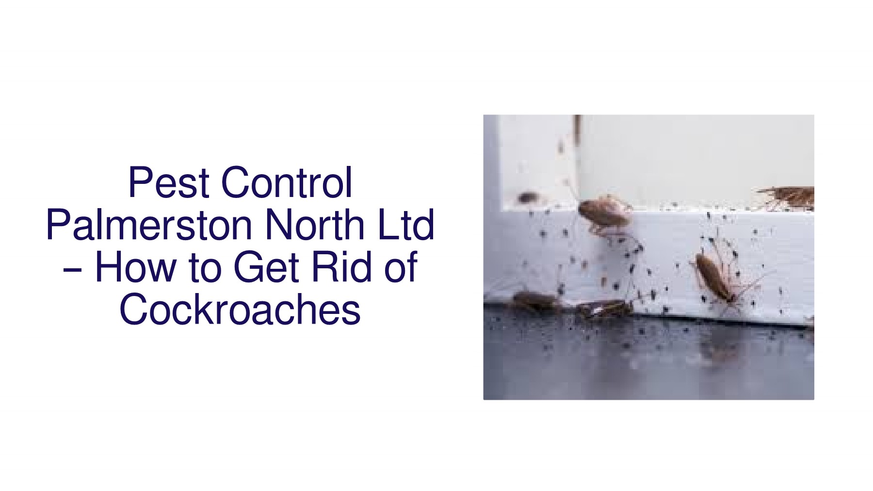 Pest Control Palmerston North Ltd – How to Get Rid of Cockroaches ...