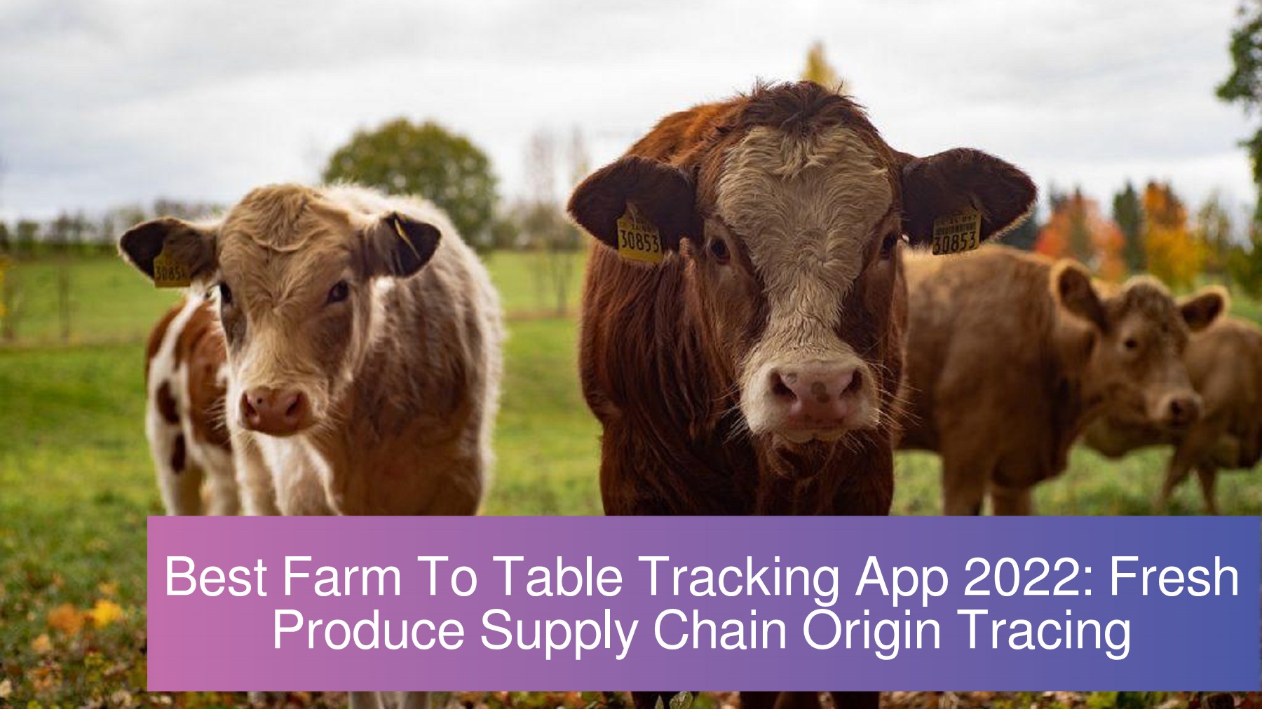 Best Farm To Table Food Tracking App 2022: Fresh Produce Supply Chain ...