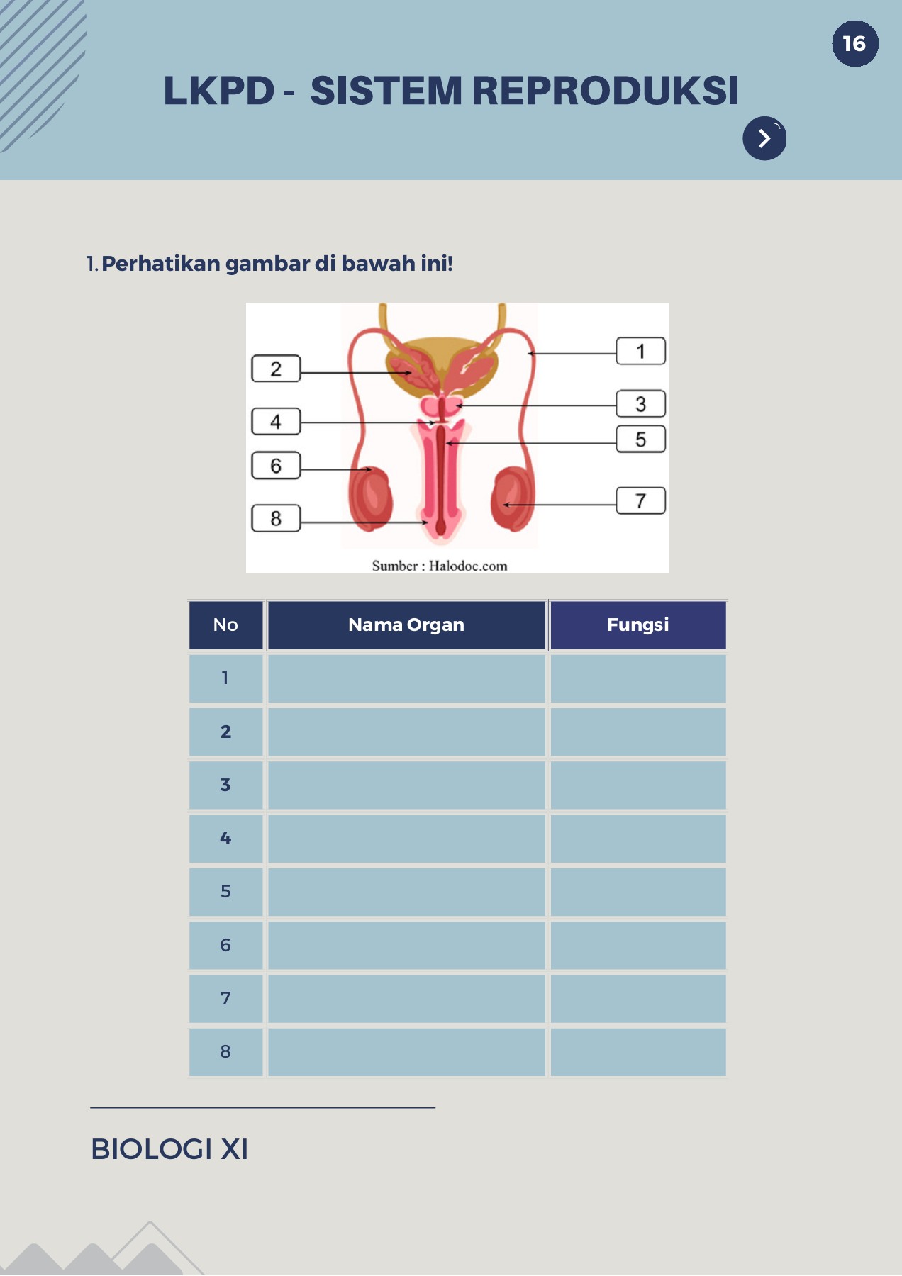MODUL BIOLOGI SISTEM REPRODUKSI - salma - Page 20 | Flip PDF Online | PubHTML5