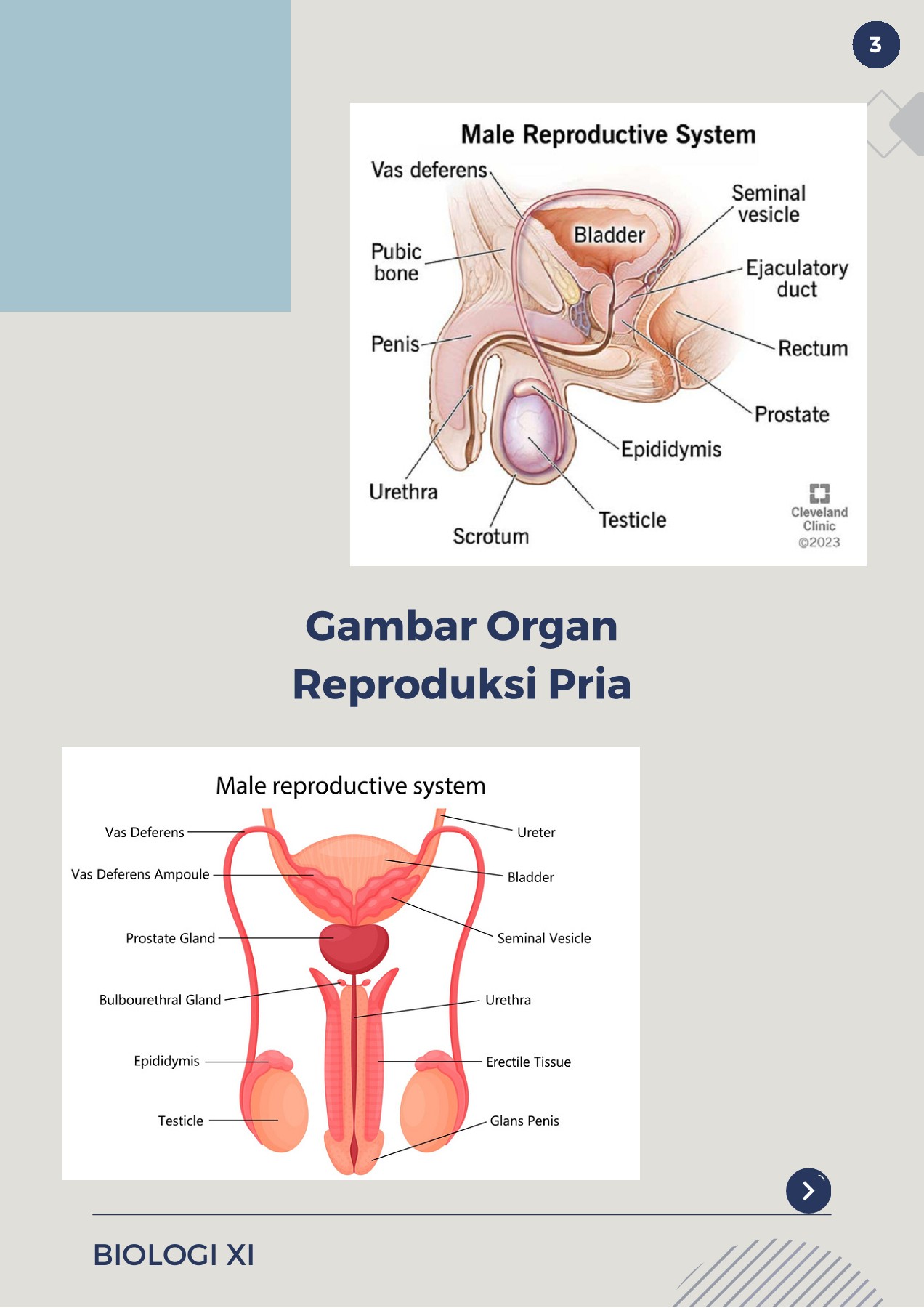 MODUL BIOLOGI SISTEM REPRODUKSI - salma - Page 7 | Flip PDF Online | PubHTML5