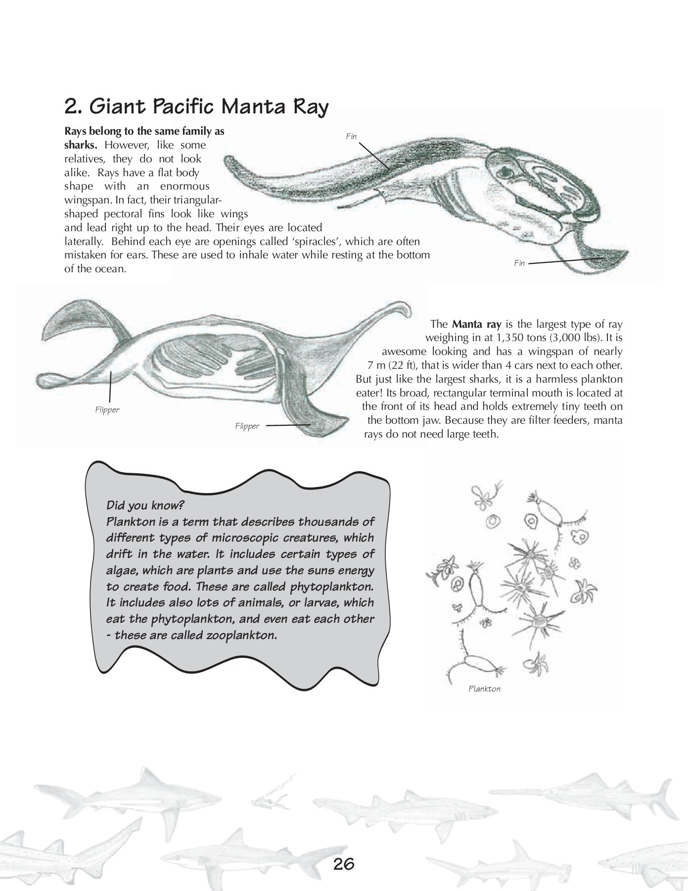 Shark Guide - sommai janekitkarn - Page 26 | Flip PDF Online | PubHTML5