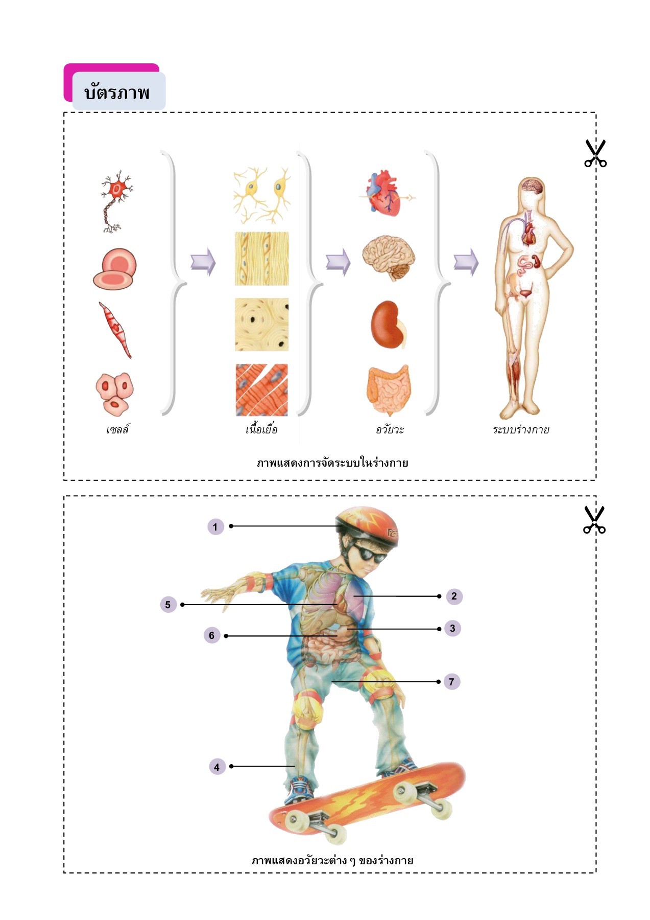 แผน-merged-compressed - ทัศนีย์ วงทองดี - หน้าหนังสือ 48 | พลิก PDF ...