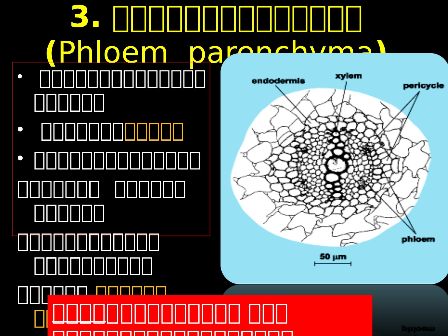 structure plant - kulaphat01 - หน้าหนังสือ 51 | พลิก PDF ออนไลน์ | PubHTML5