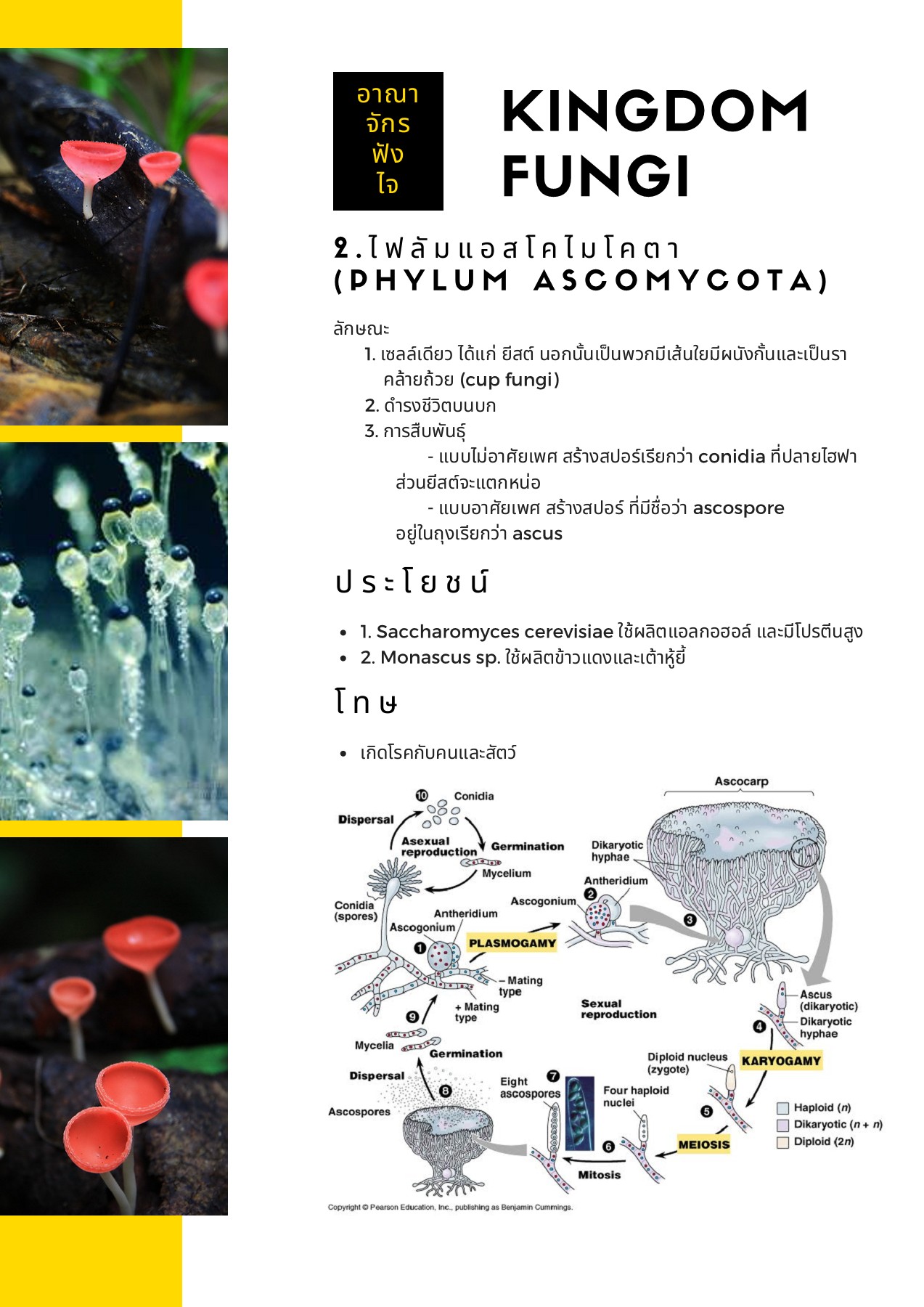 Kingdom Fungi - earthksdza - หน้าหนังสือ 3 | พลิก PDF ออนไลน์ | PubHTML5