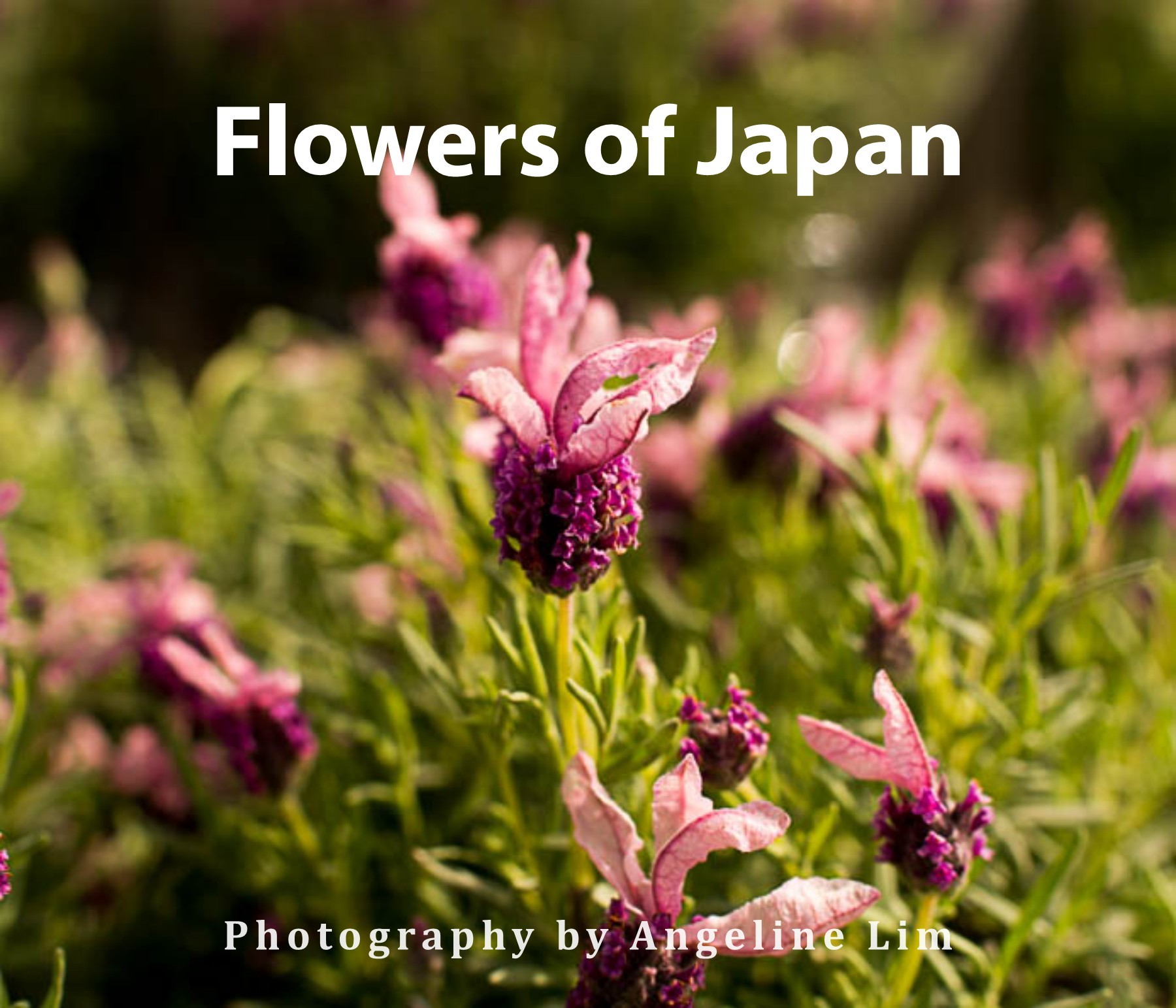 Ashikaga Flower Park Wikipedia | Best Flower Site