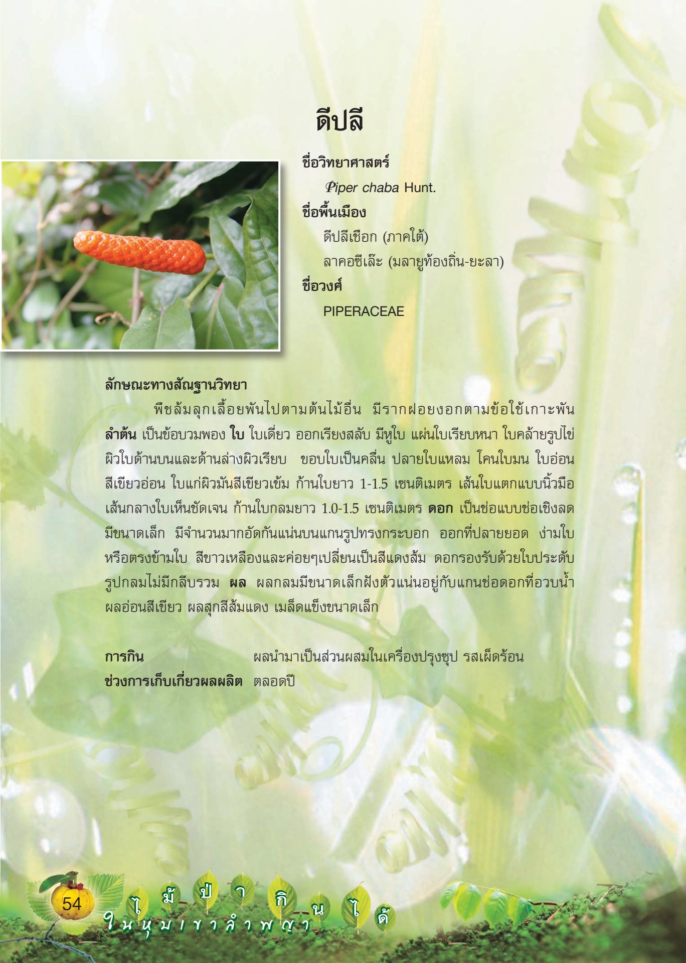 003-ไม้ป่ากินได้ในหุบเขาลำพญา - Parichat Pranomyong - หน้าหนังสือ 64 ...