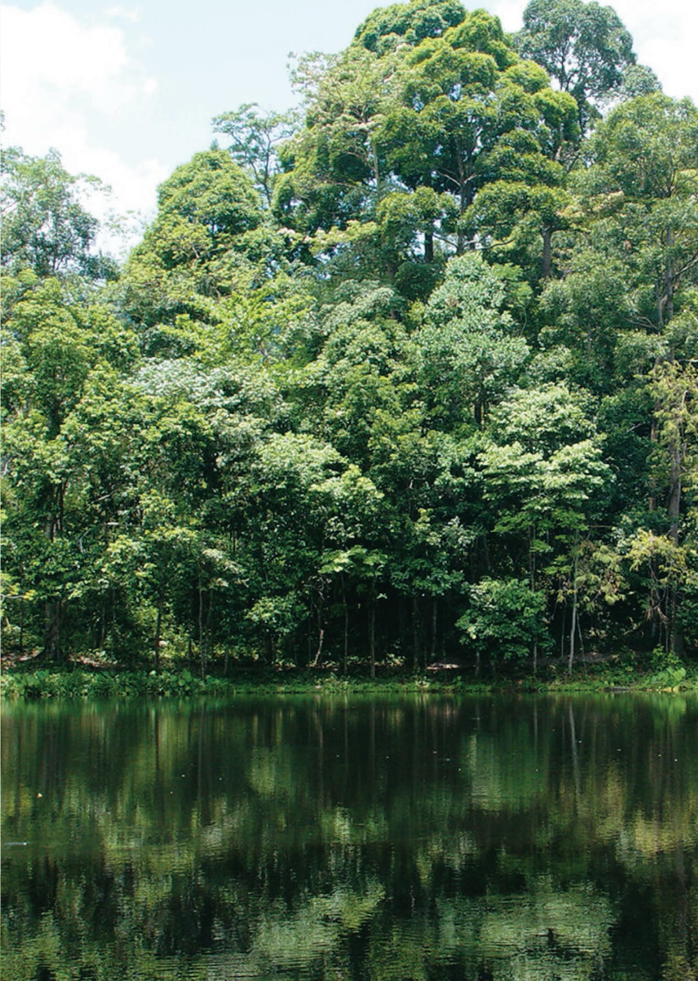 003-ไม้ป่ากินได้ในหุบเขาลำพญา - Parichat Pranomyong - หน้าหนังสือ 222 ...