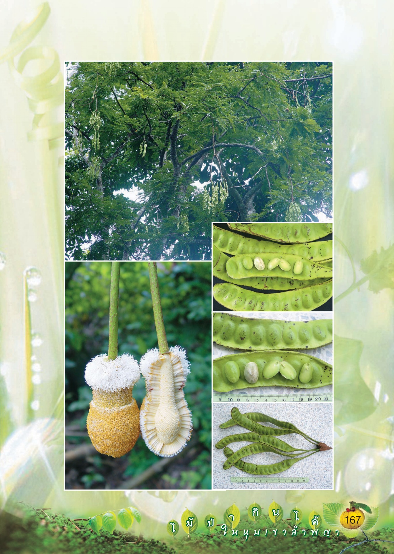 003-ไม้ป่ากินได้ในหุบเขาลำพญา - Parichat Pranomyong - หน้าหนังสือ 177 ...