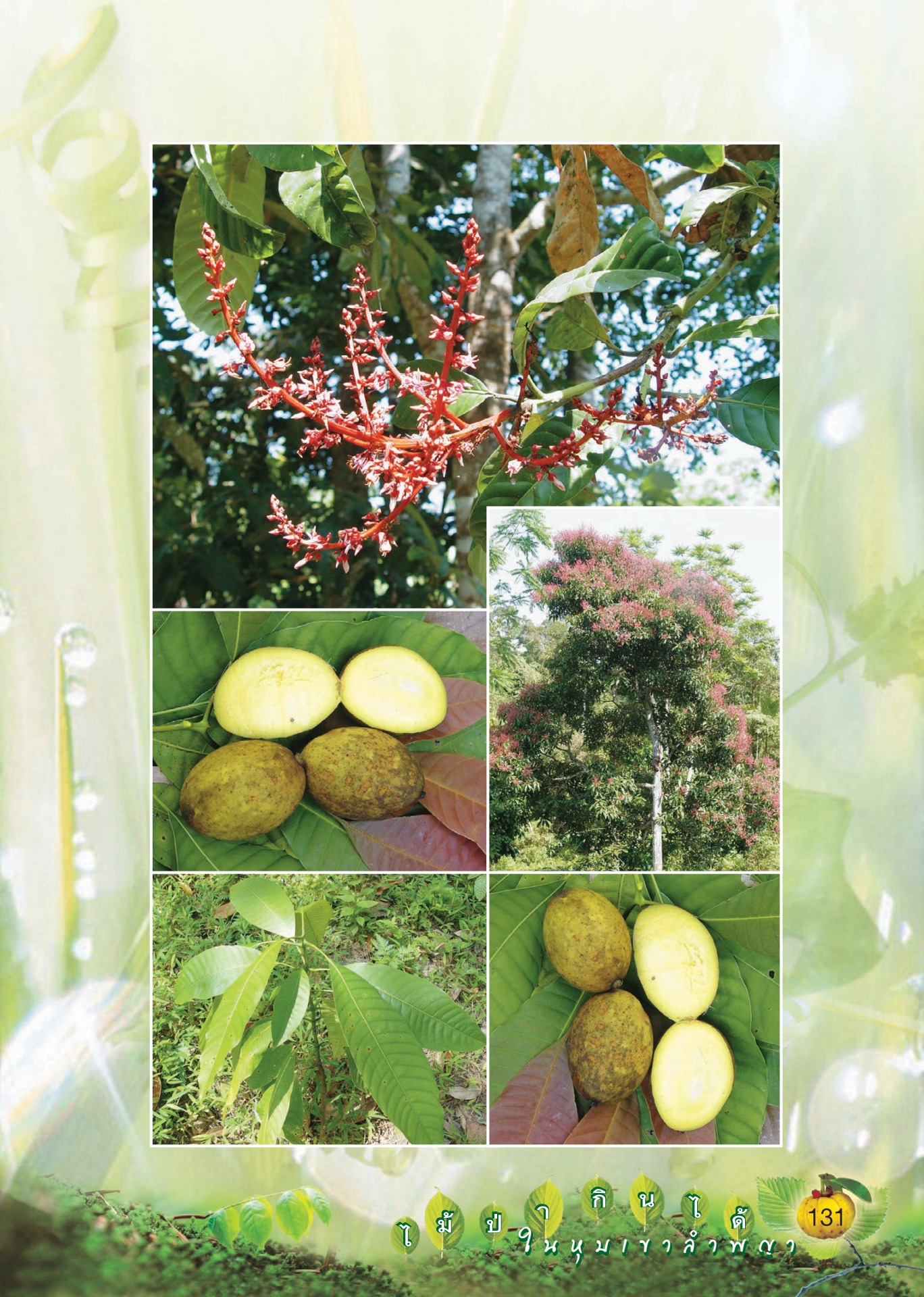 003-ไม้ป่ากินได้ในหุบเขาลำพญา - Parichat Pranomyong - หน้าหนังสือ 141 ...