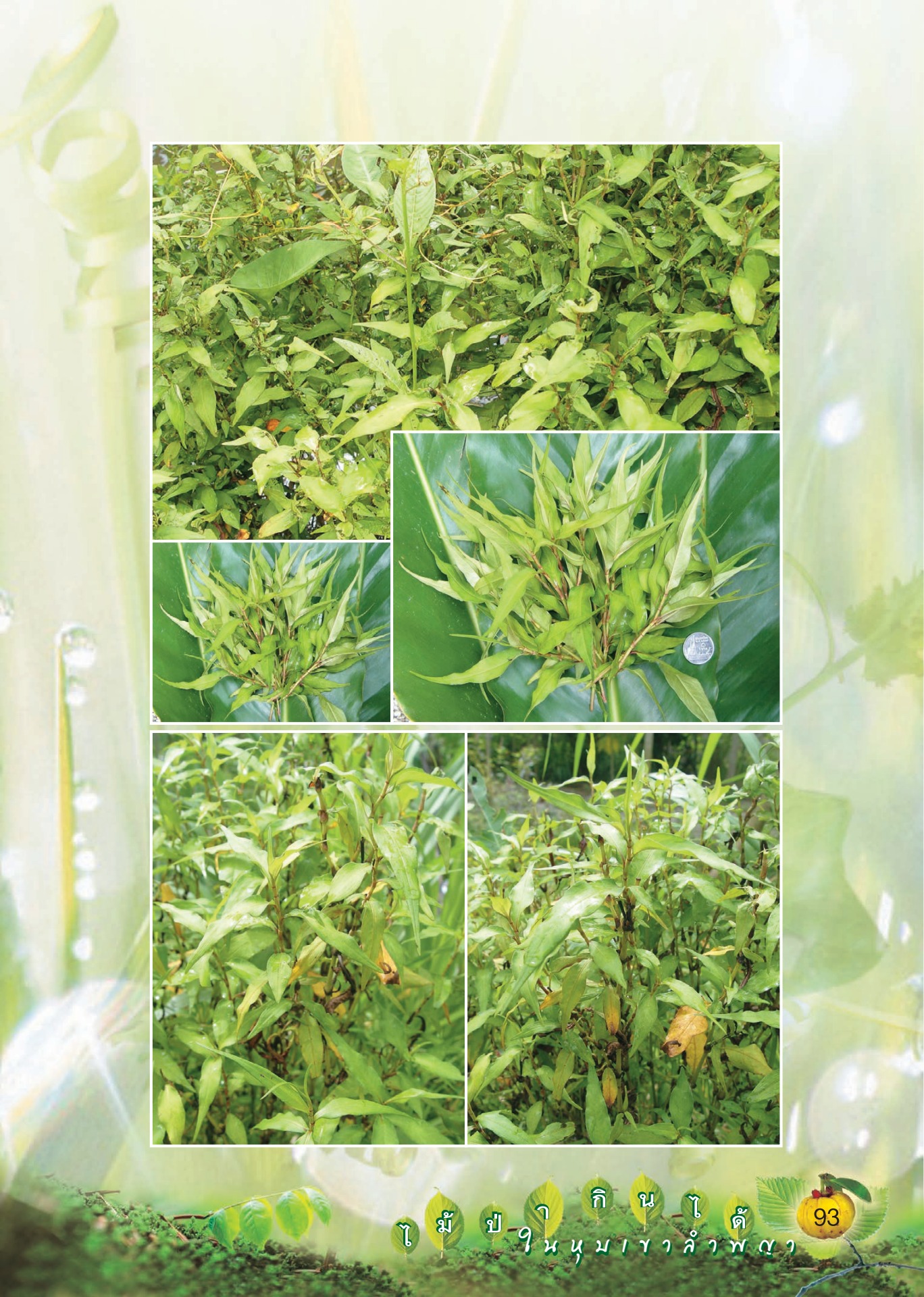 003-ไม้ป่ากินได้ในหุบเขาลำพญา - Parichat Pranomyong - หน้าหนังสือ 103 ...