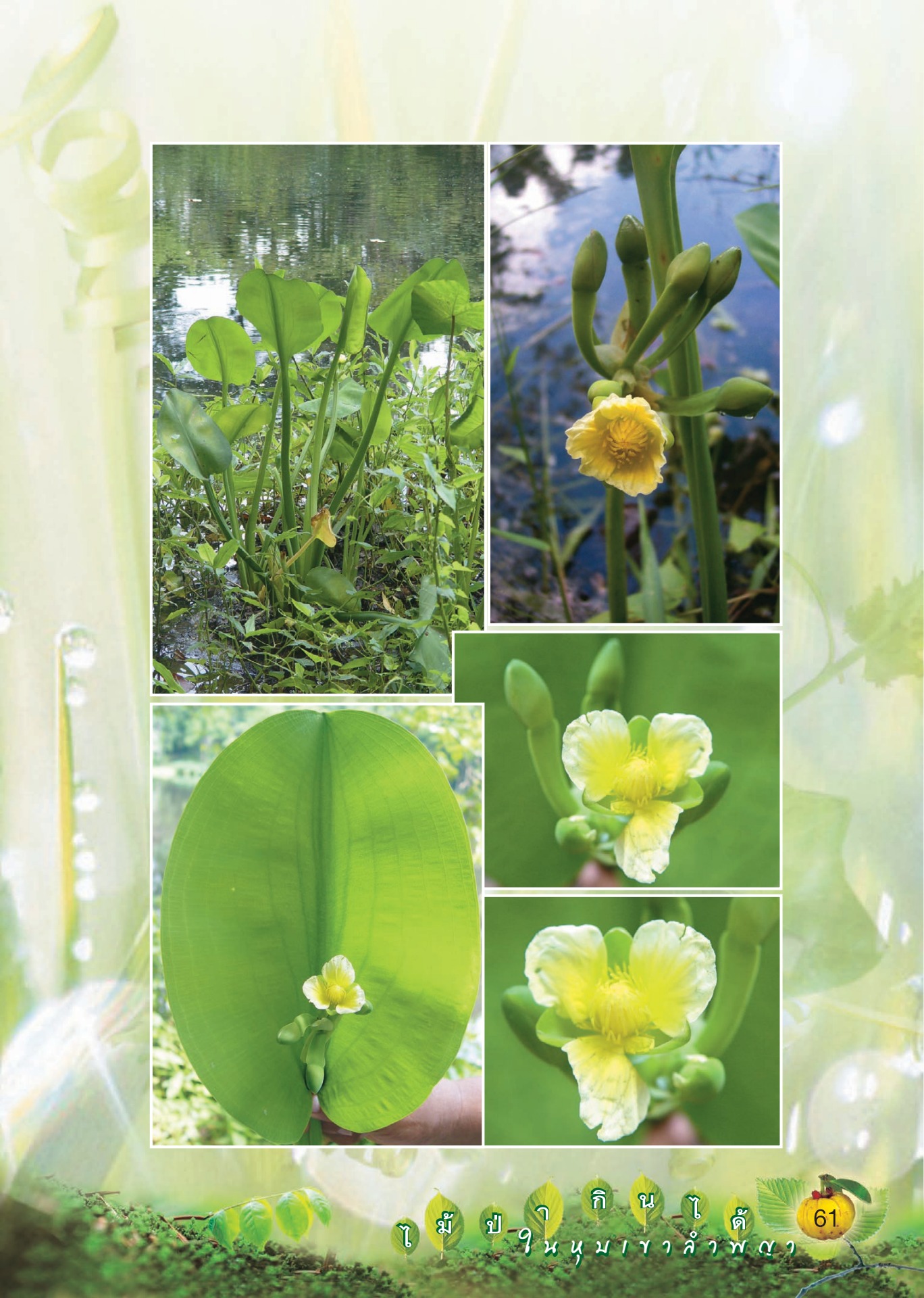 003-ไม้ป่ากินได้ในหุบเขาลำพญา - Parichat Pranomyong - หน้าหนังสือ 71 ...