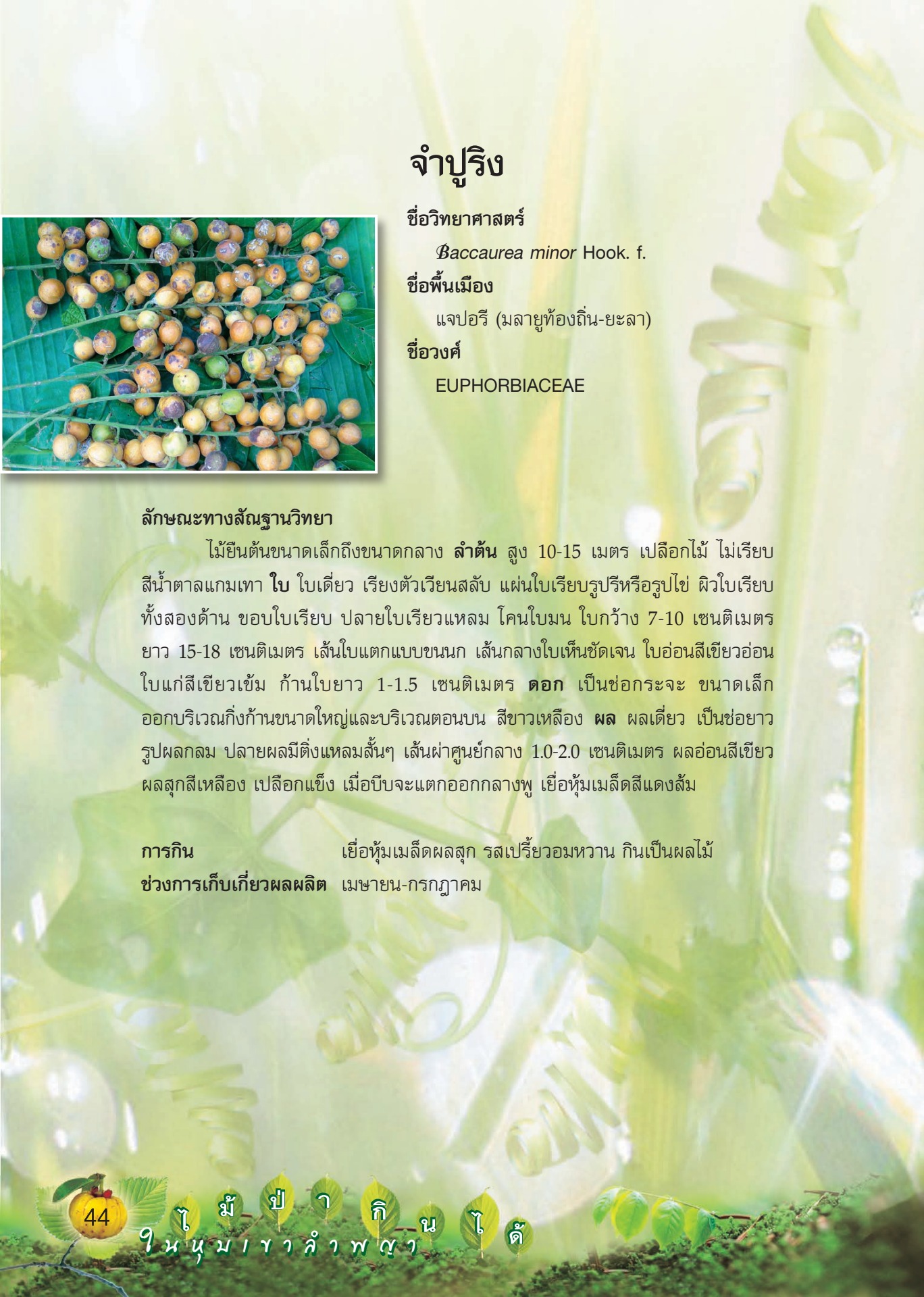 003-ไม้ป่ากินได้ในหุบเขาลำพญา - Parichat Pranomyong - หน้าหนังสือ 54 ...