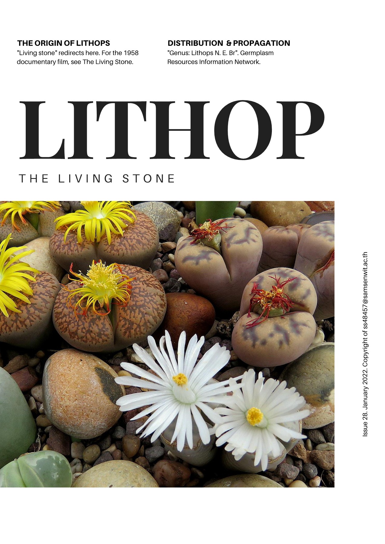 Lithops - Nalattaphon Pongsilp - Page 1 - 30 | Flip PDF Online | PubHTML5