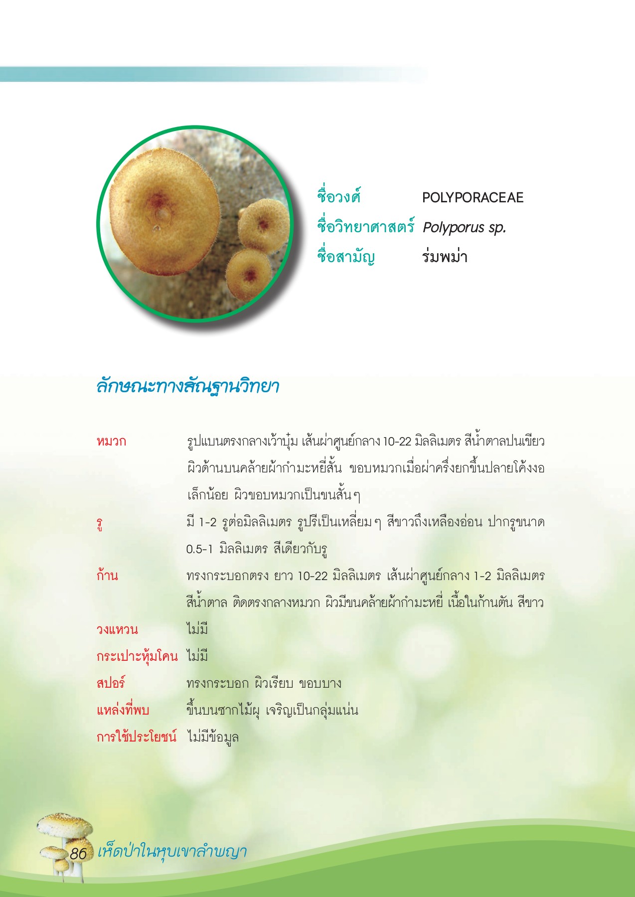 007-เห็ดป่าในหุบเขาลำพญา - natchanon1966 - Page 97 | Flip PDF Online ...