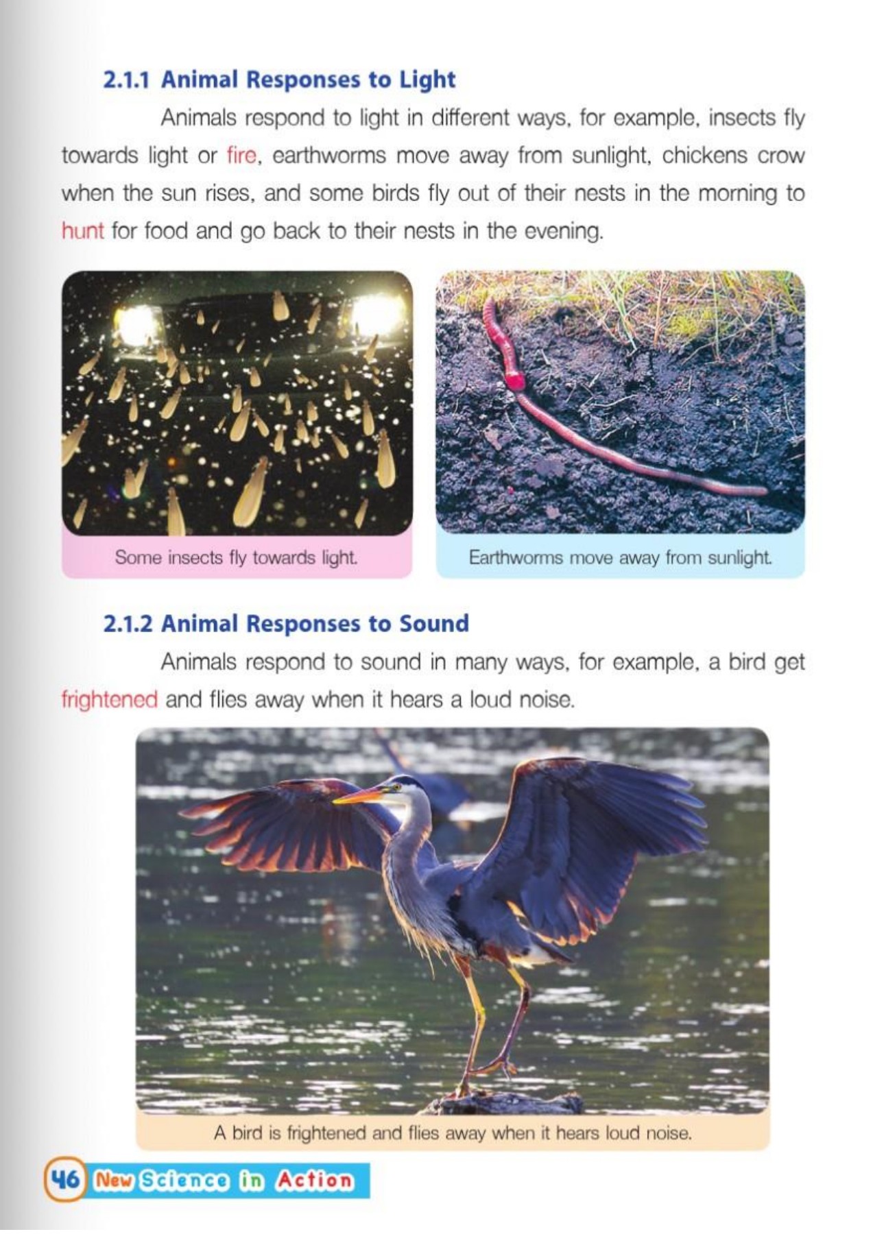 Science in action Primary 4 - Private Library - Page 48 | Flip PDF ...