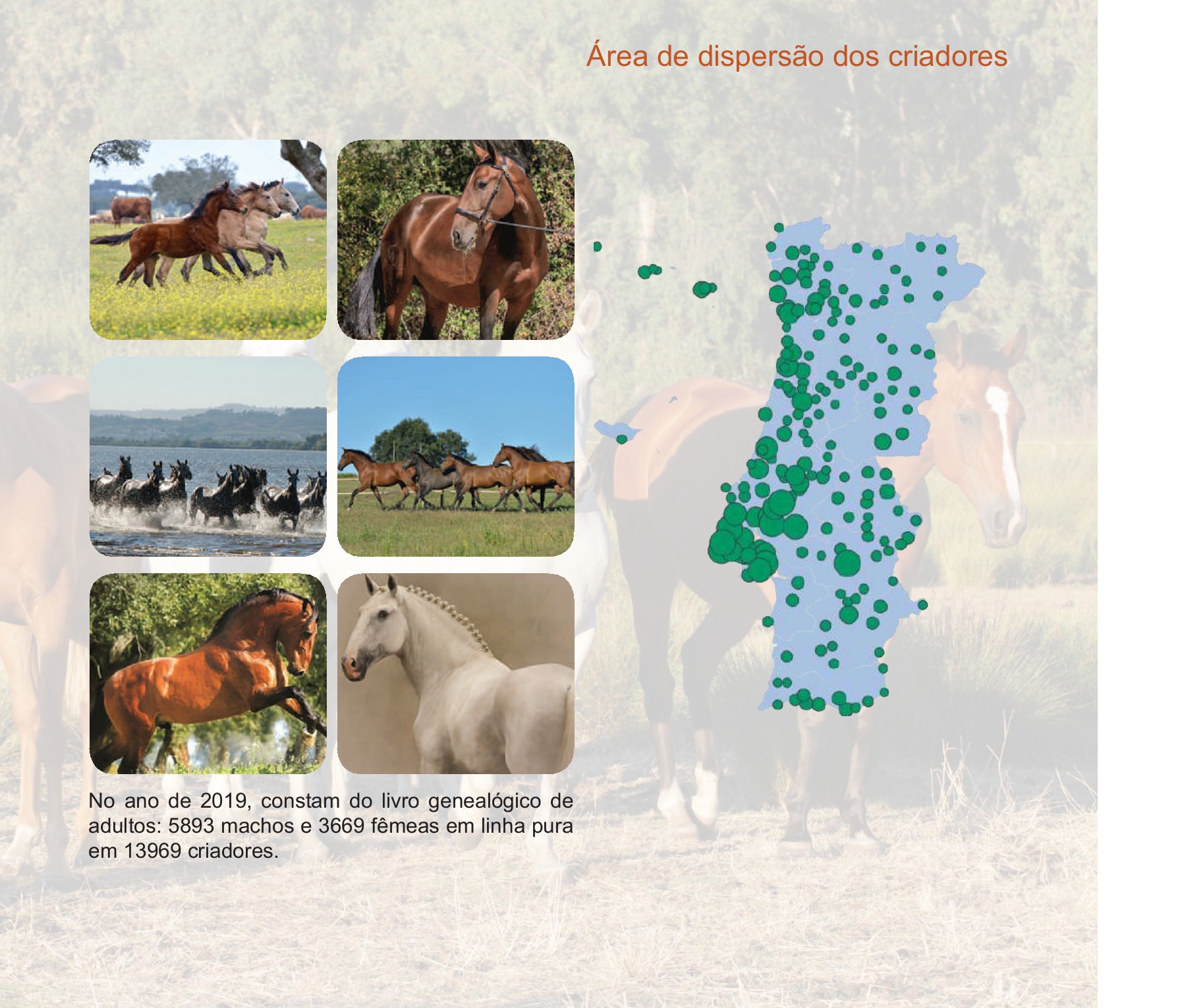 Catálogo Oficial de Raças Autóctones PRT - zcmmcz - Página 182 | PDF ...