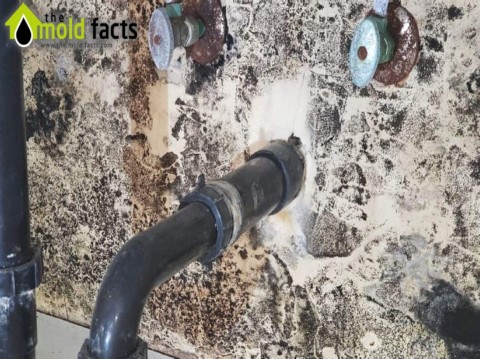 How Much Does Mold Removal Cost?