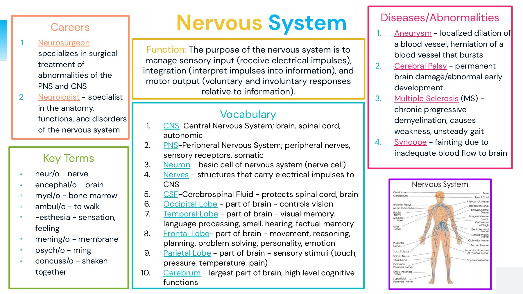 Suhani Swain ~ Body Systems Flipbook - P3A Kuberski RHS Health Science ...