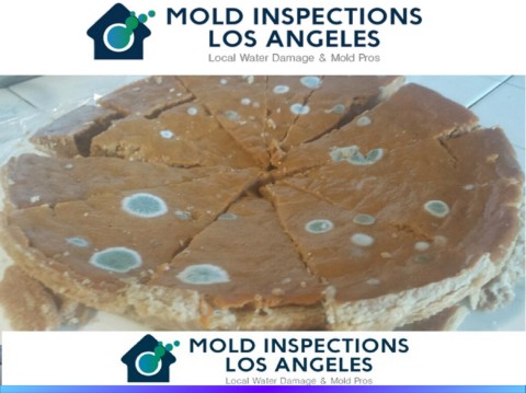 Professional Mold Testing Near Me