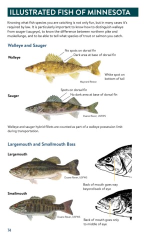 MN Fishing Regulations 2021 - Isaac Dixson - Page 74 | Flip PDF Online ...