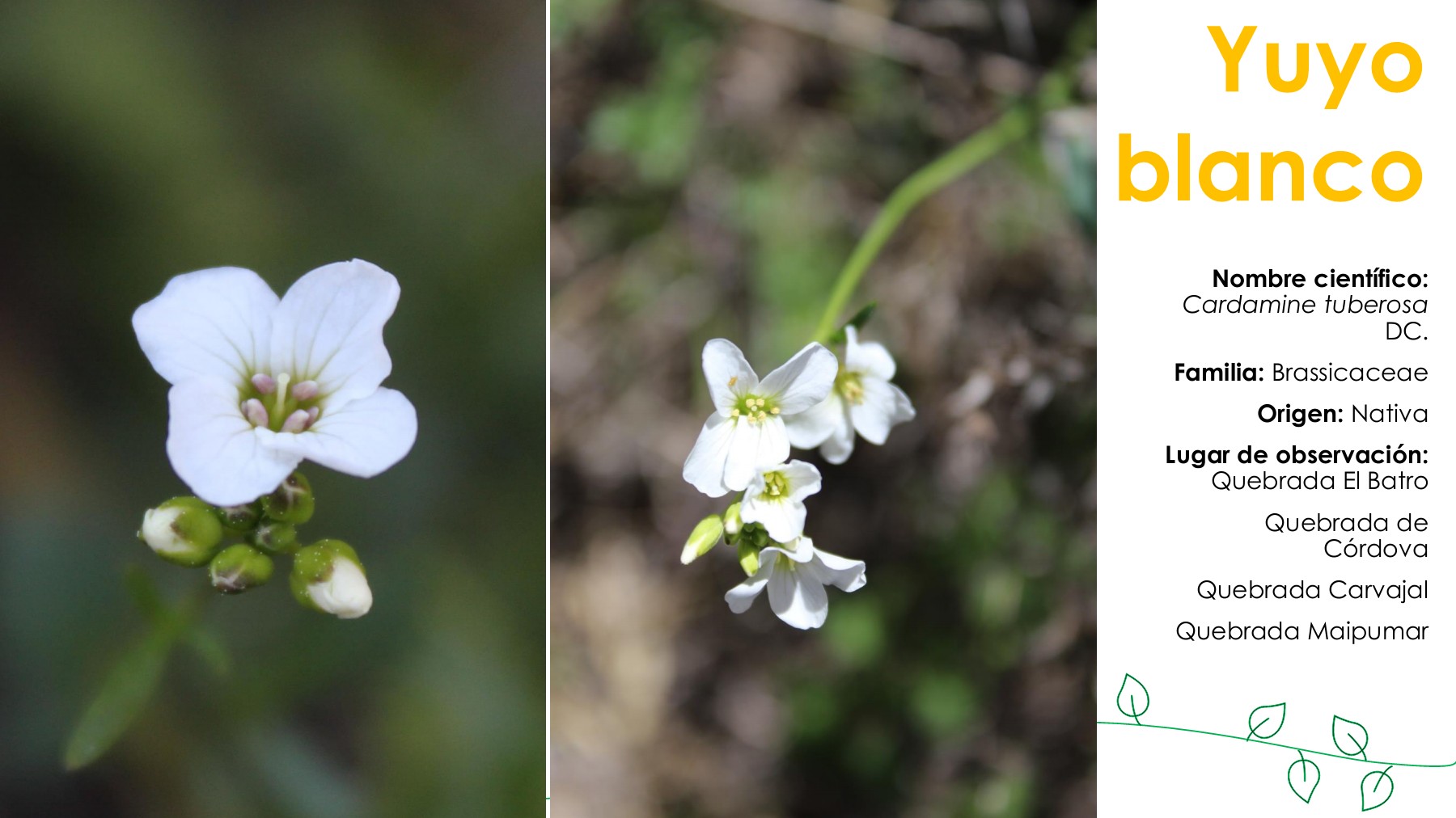 Herbario - hierbas - El Quisco Publicaciones - Page 62 | Flip PDF ...