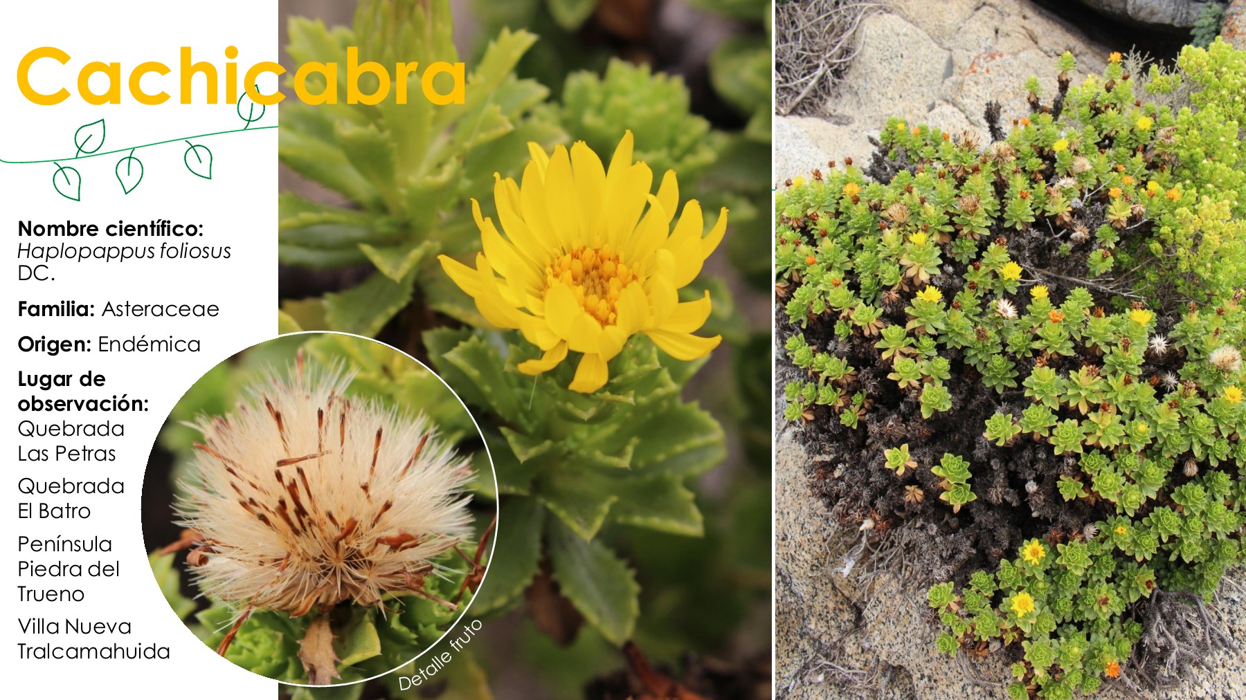 Herbario - Arbustos - Subarbustos - El Quisco Publicaciones - Page 14 ...