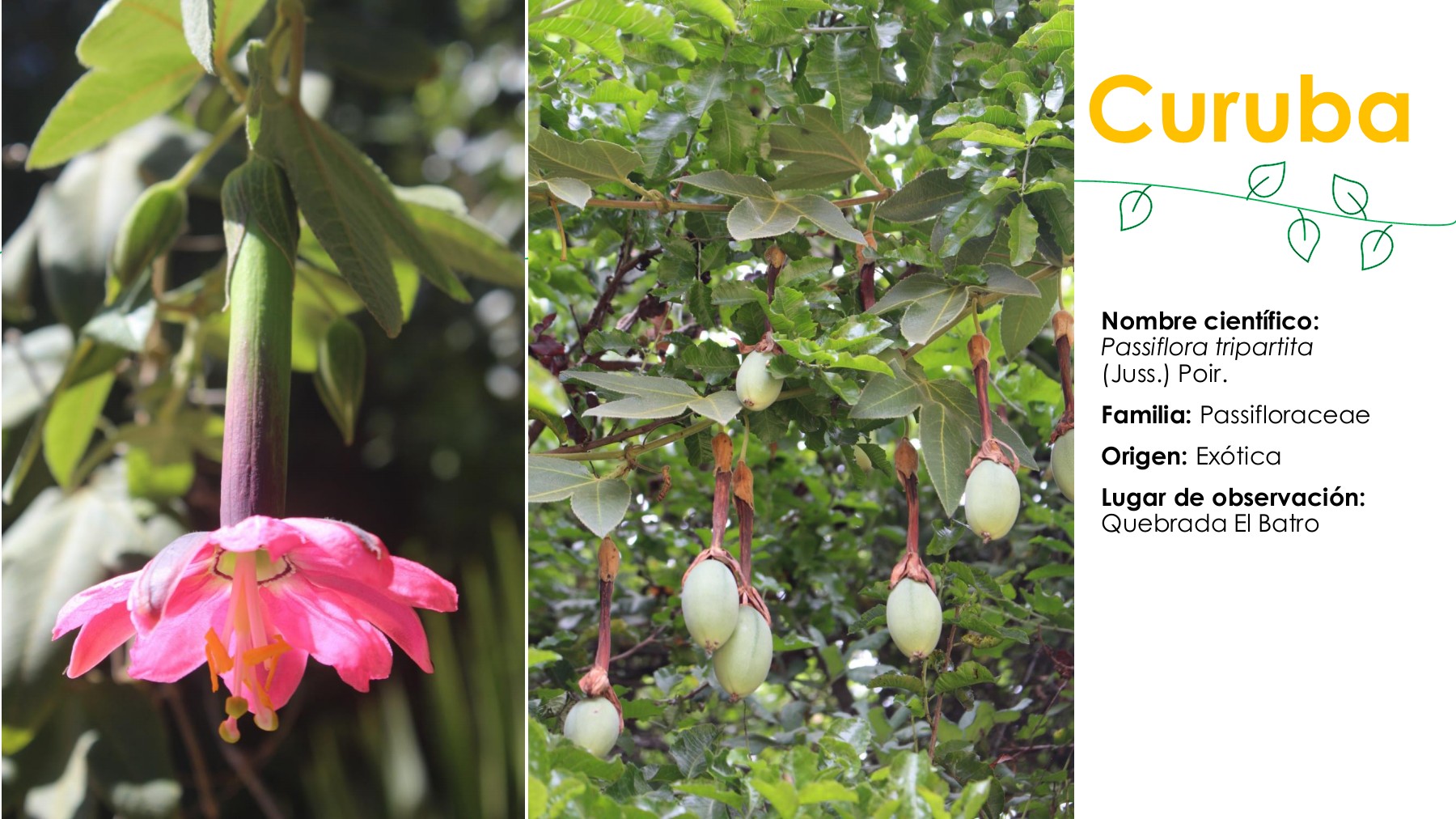 Herbario - Arbustos - Subarbustos - El Quisco Publicaciones - Page 73 ...