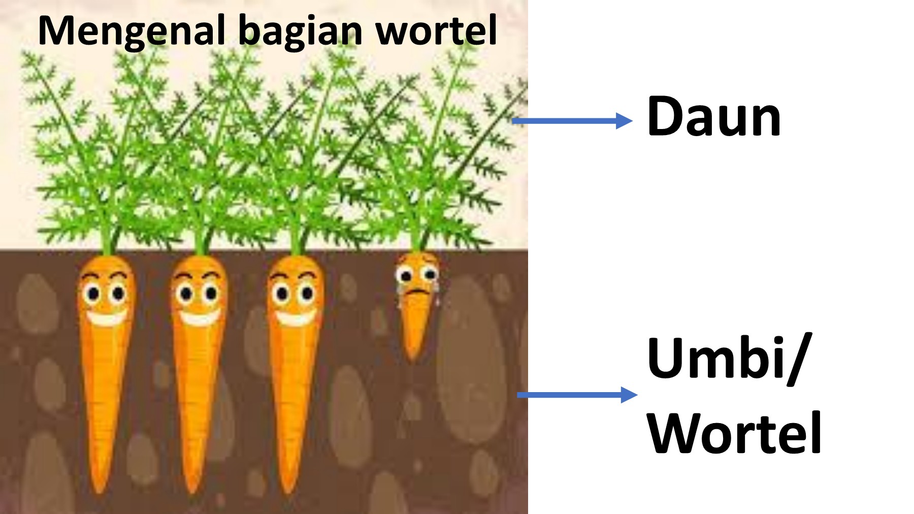 MENGENAL WORTEL - Meri Hermawati, S.Pd - Halaman 3 | PDF Online | PubHTML5