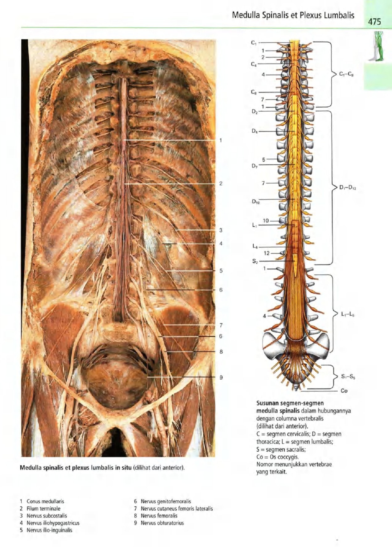 Bab 8 Ekstremitas Bawah - haryahutamas - Halaman 44 | PDF Online | PubHTML5