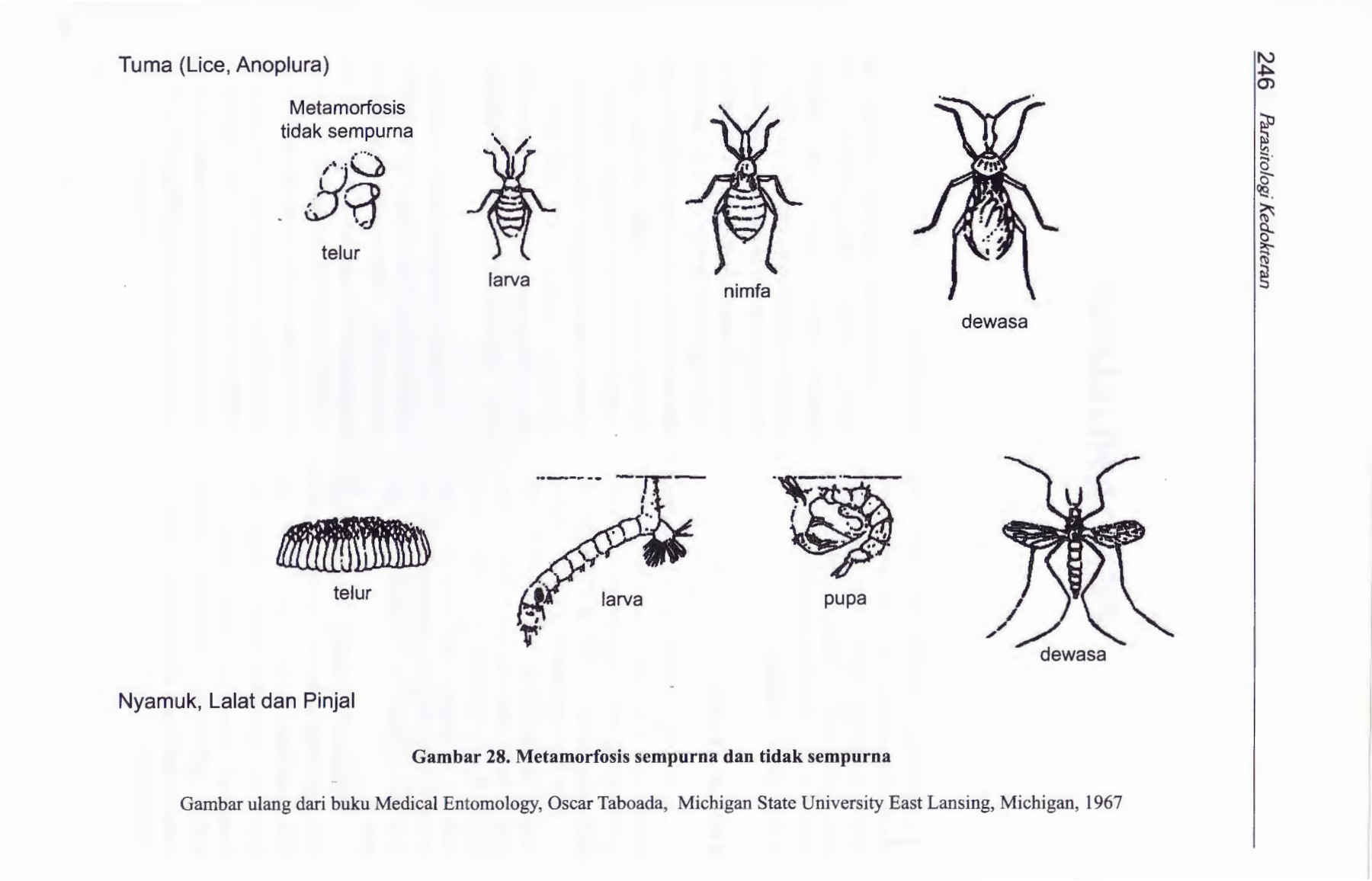 Bab III. Entomologi - haryahutamas - Page 3 | Flip PDF Online | PubHTML5