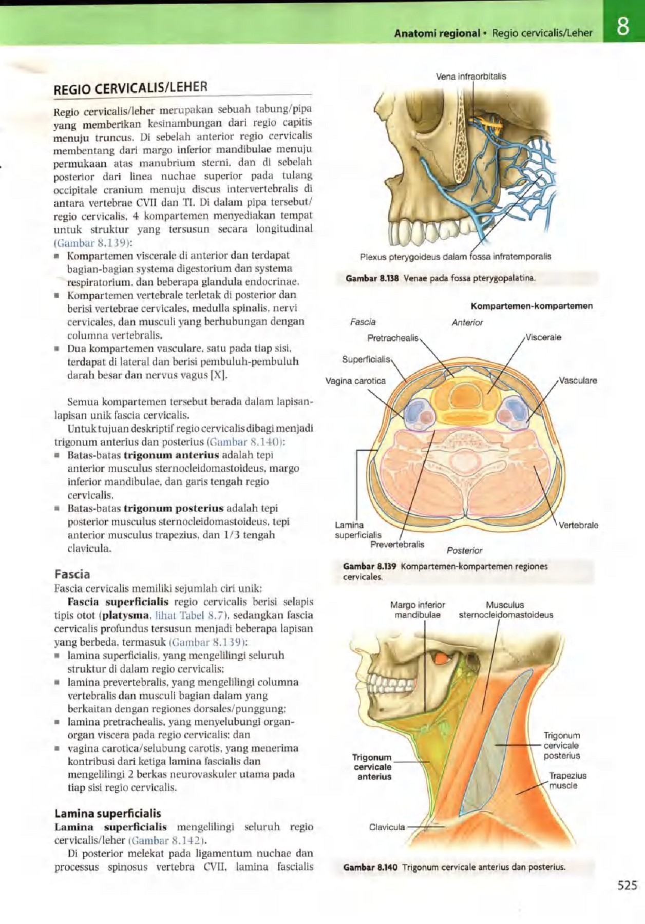 Bab 8 Regiones Capitis dan Cervicales-Kepala dan Leher - haryahutamas ...