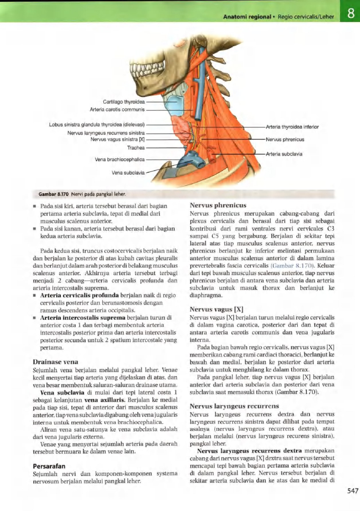 Bab 8 Regiones Capitis dan Cervicales-Kepala dan Leher - haryahutamas ...