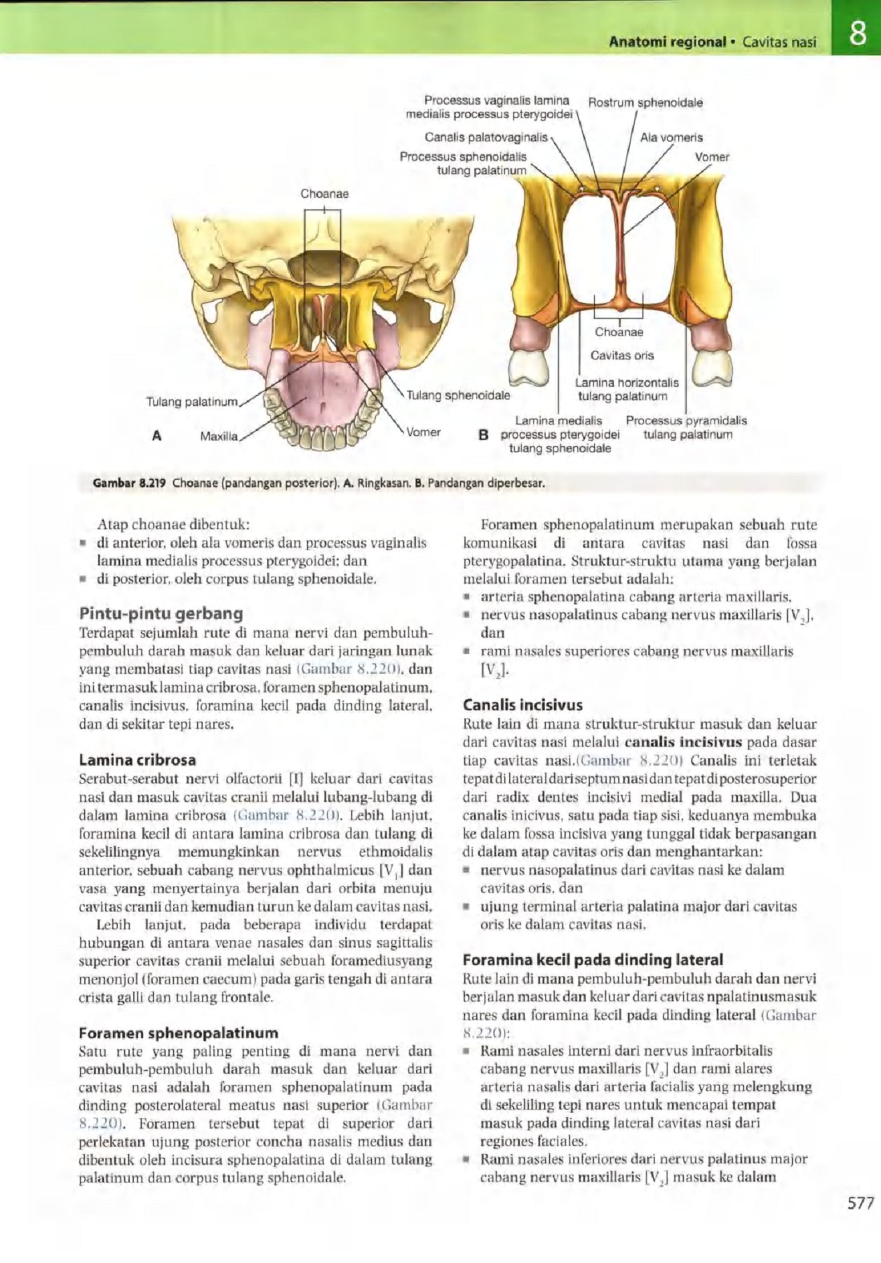 Bab 8 Regiones Capitis dan Cervicales-Kepala dan Leher - haryahutamas ...