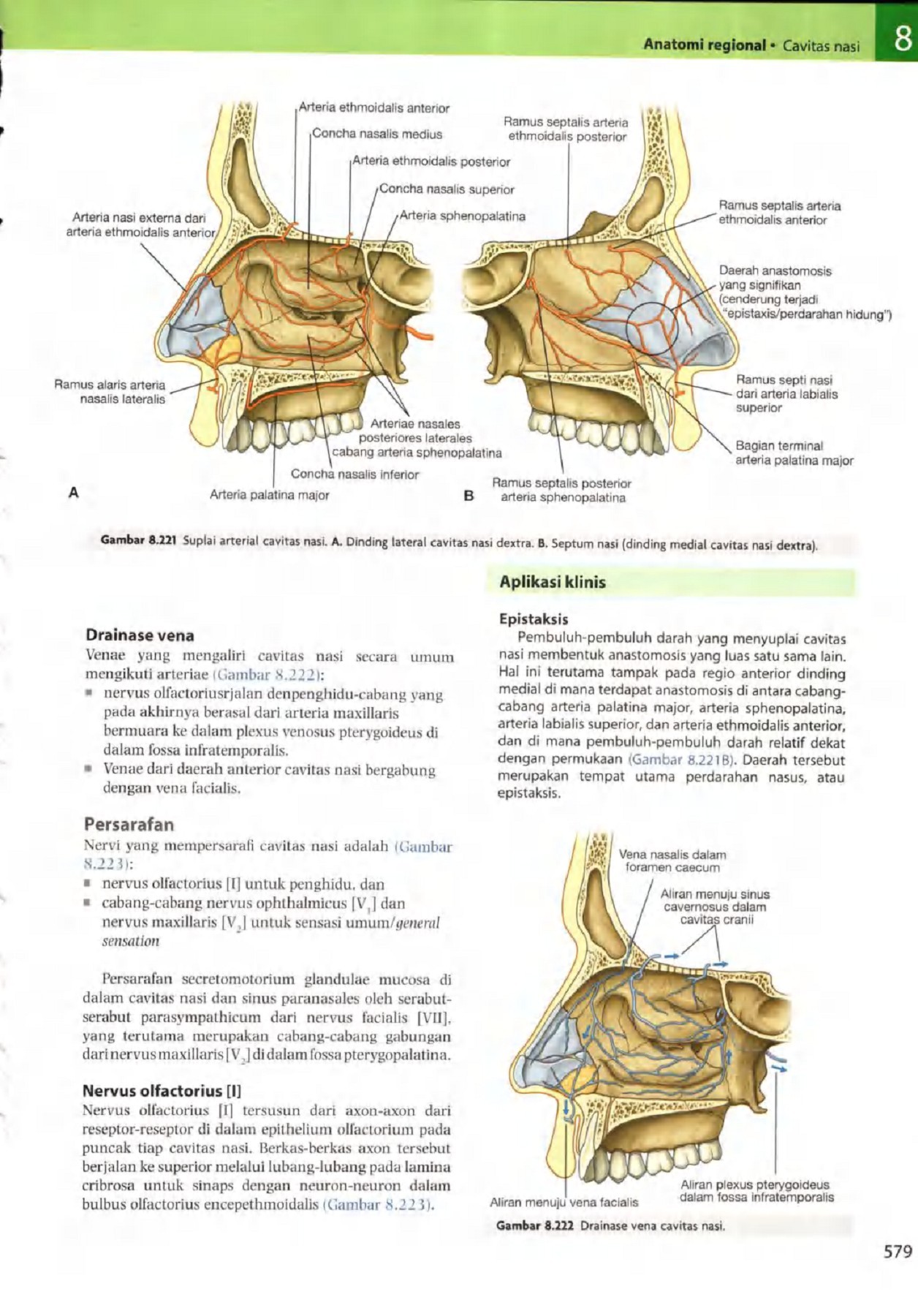 Bab 8 Regiones Capitis dan Cervicales-Kepala dan Leher - haryahutamas ...