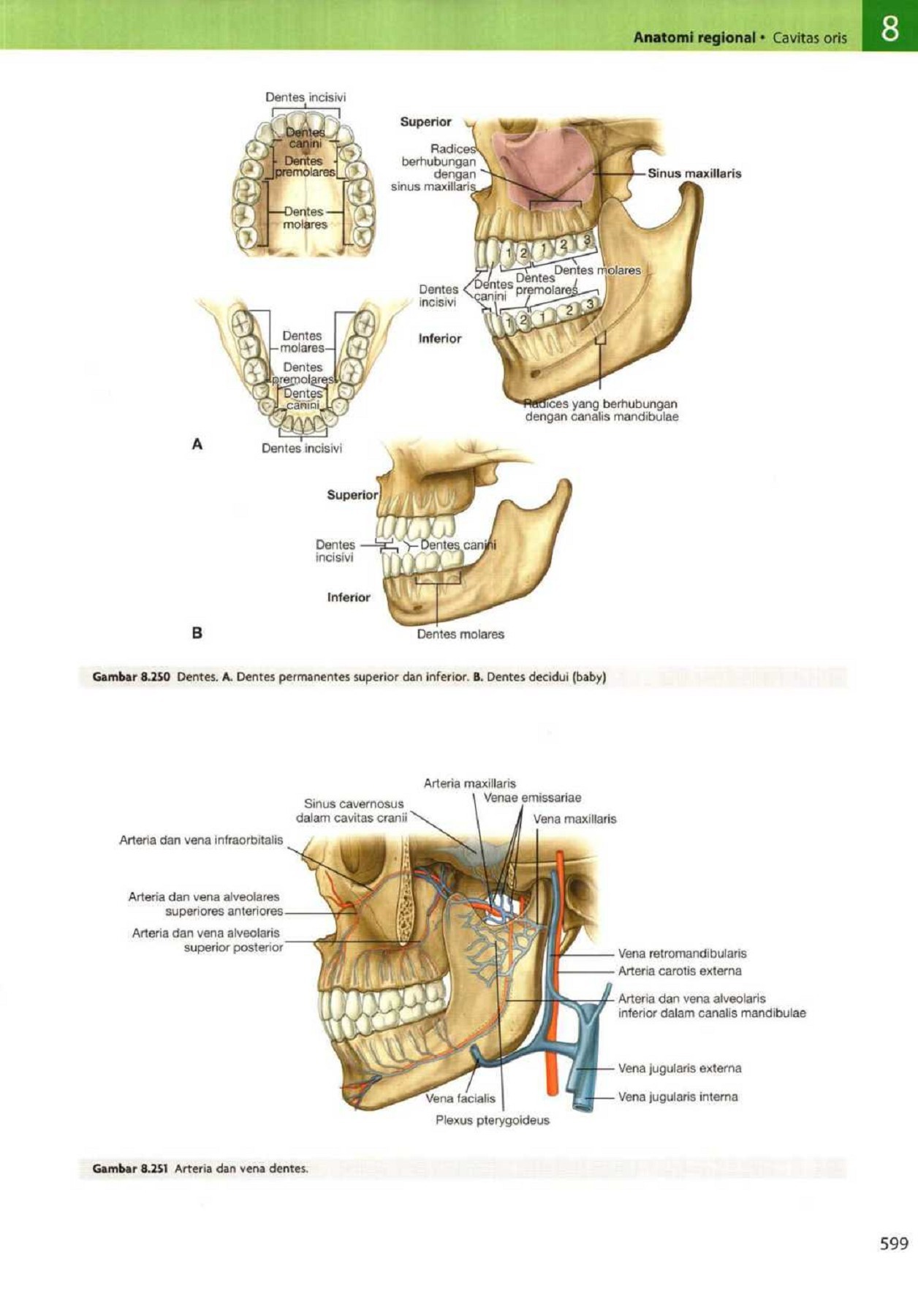 Bab 8 Regiones Capitis dan Cervicales-Kepala dan Leher - haryahutamas ...