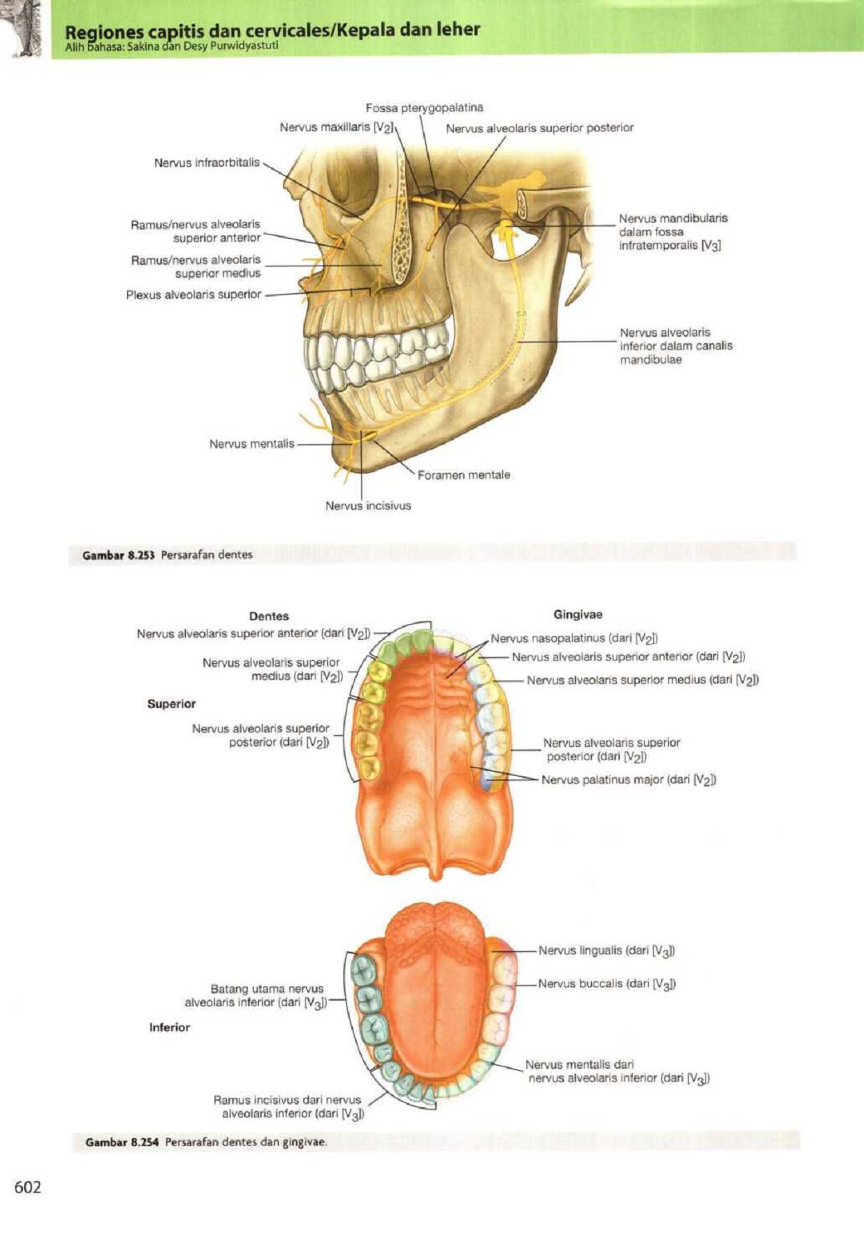 Bab 8 Regiones Capitis dan Cervicales-Kepala dan Leher - haryahutamas ...