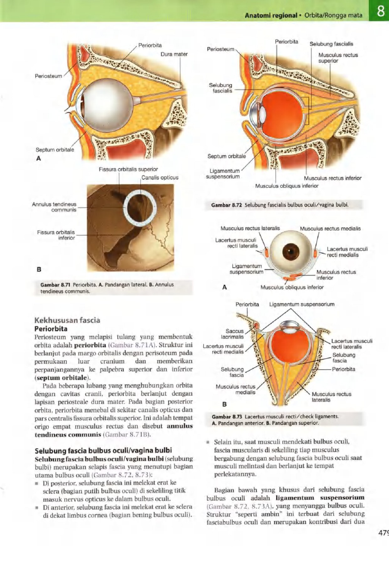 Bab 8 Regiones Capitis dan Cervicales-Kepala dan Leher - haryahutamas ...