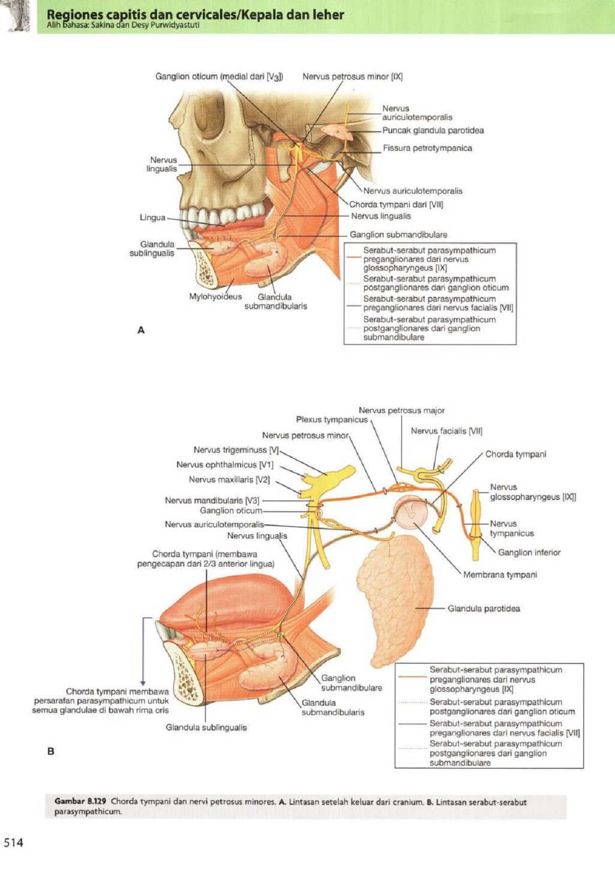 Bab 8 Regiones Capitis dan Cervicales-Kepala dan Leher - haryahutamas ...
