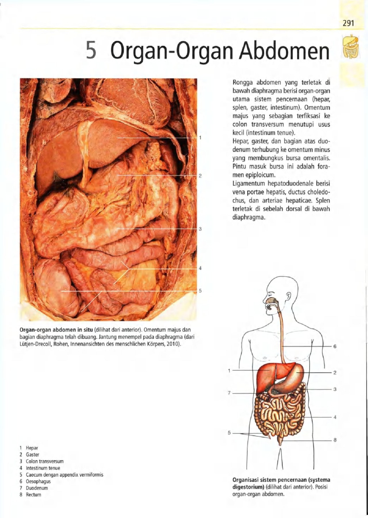 Bab 5 Organ-Organ Abdomen - haryahutamas - Halaman 1 - 32 | PDF Online | PubHTML5