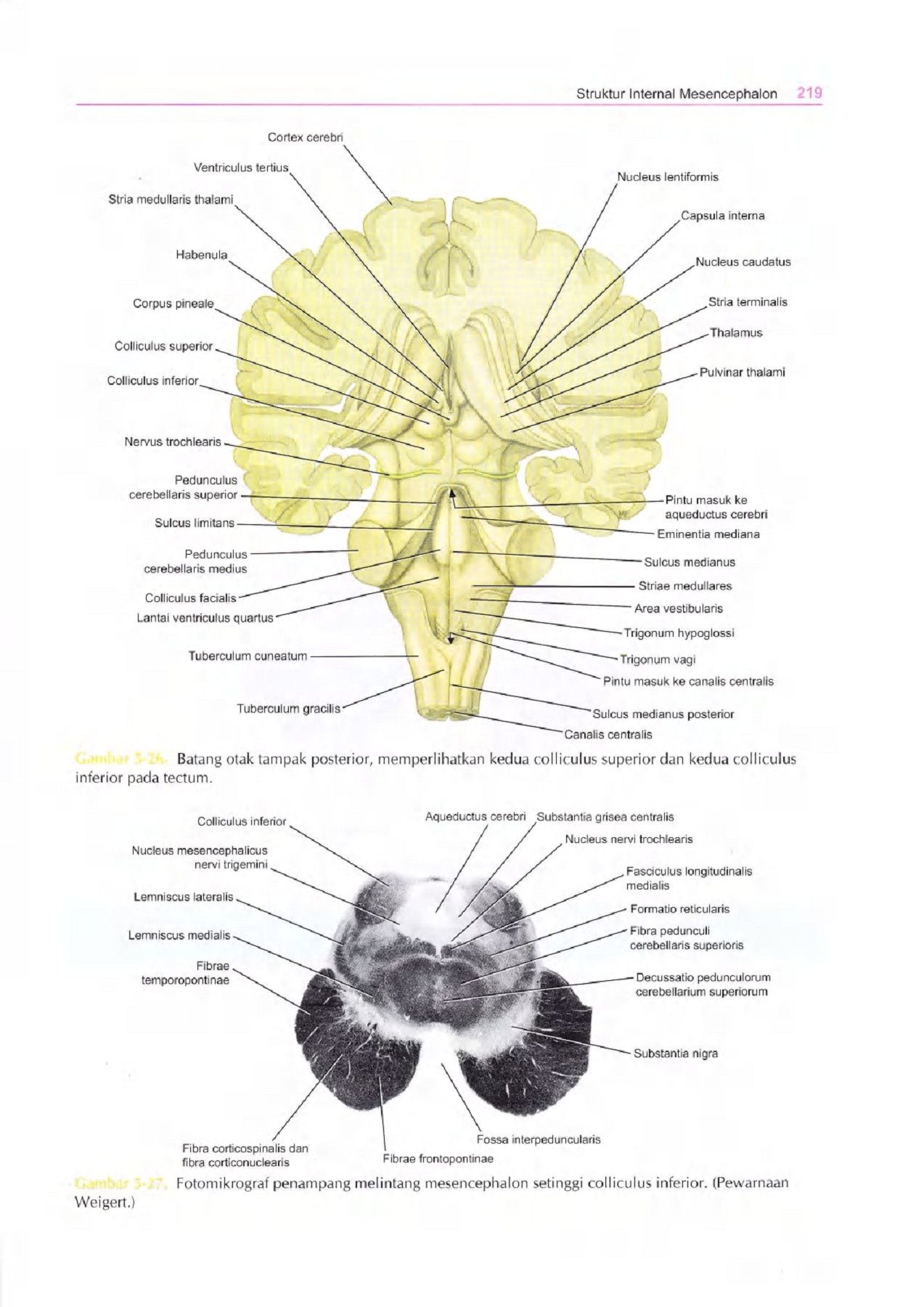 Bab 5. Batang Otak - haryahutamas - Muka Surat 28 | Membalik PDF Dalam ...
