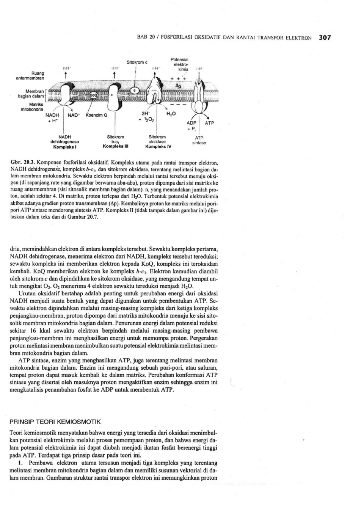 Bab 20 Fosforilasi Oksidatif dan Rantai Transpor Elektron - haryahutamas - Halaman 3 | PDF ...
