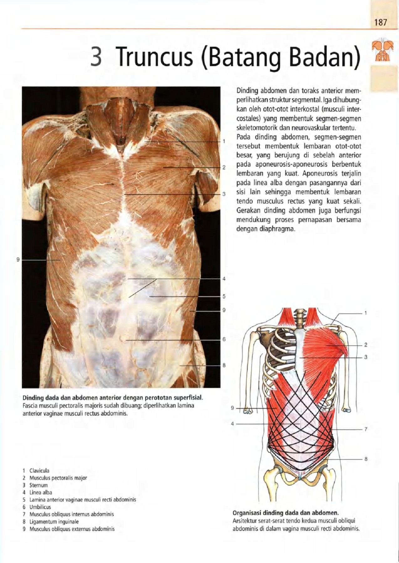 Bab 3 Truncus (Batang Badan) - haryahutamas - Halaman 1 - 56 | PDF Online | PubHTML5