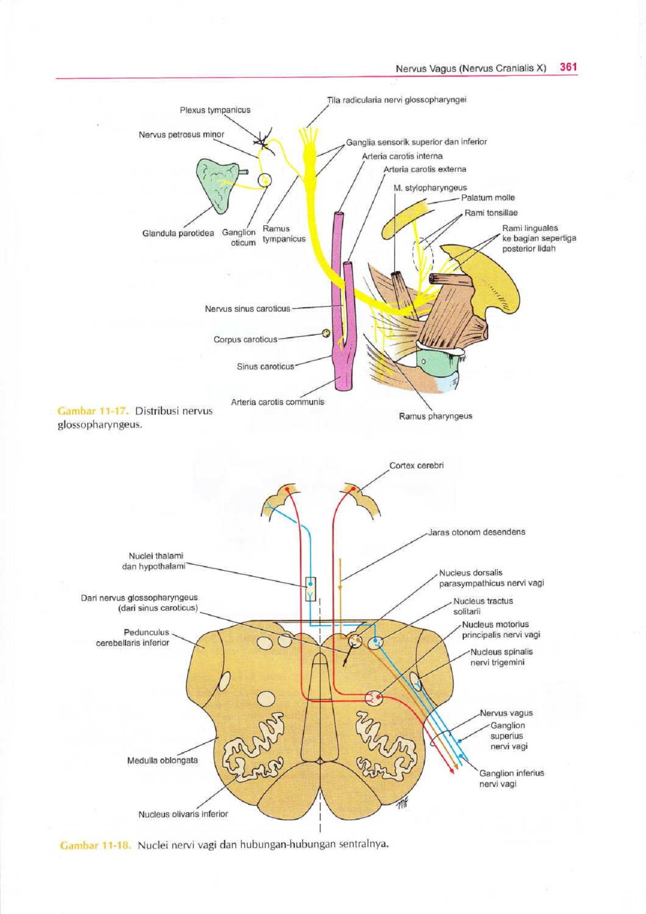 Bab 11. Nuclei Craniales Serta Hubungan-Hubungan Sentral dan ...