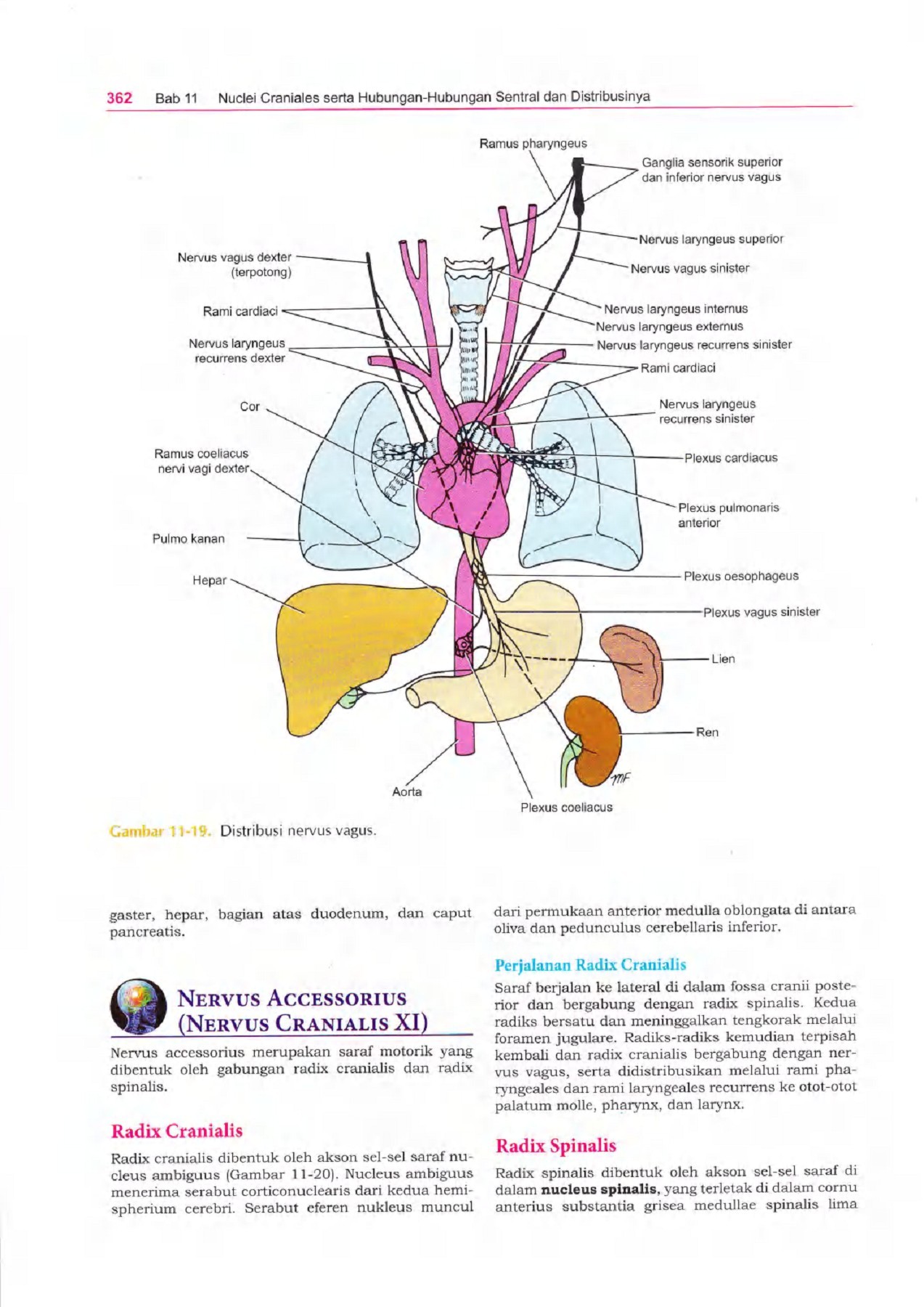 Bab 11. Nuclei Craniales Serta Hubungan-Hubungan Sentral dan Distribusinya - haryahutamas ...