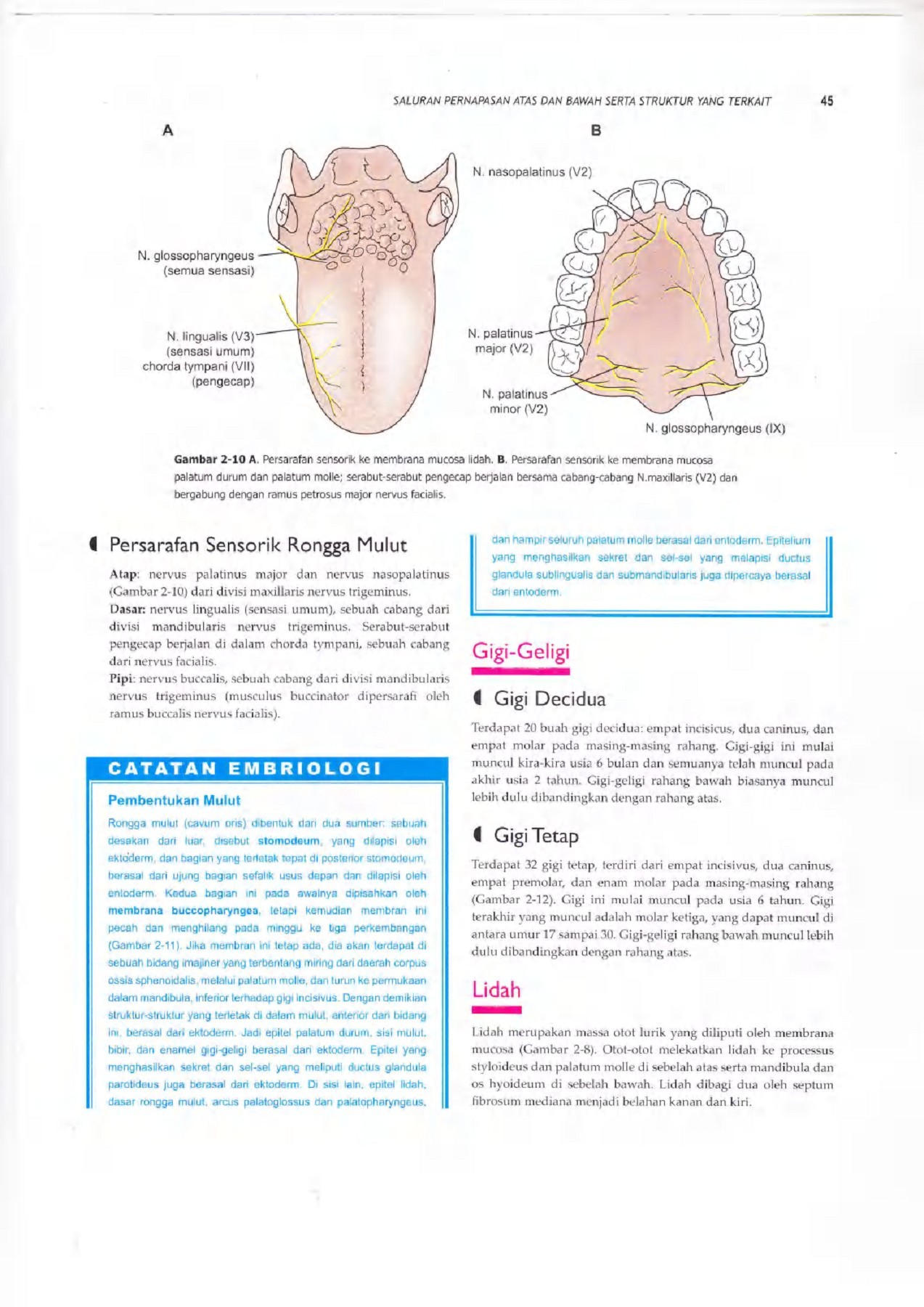 Bab 2 Saluran Pernapasan Atas dan Bawah Serta Struktur yang Terkait ...