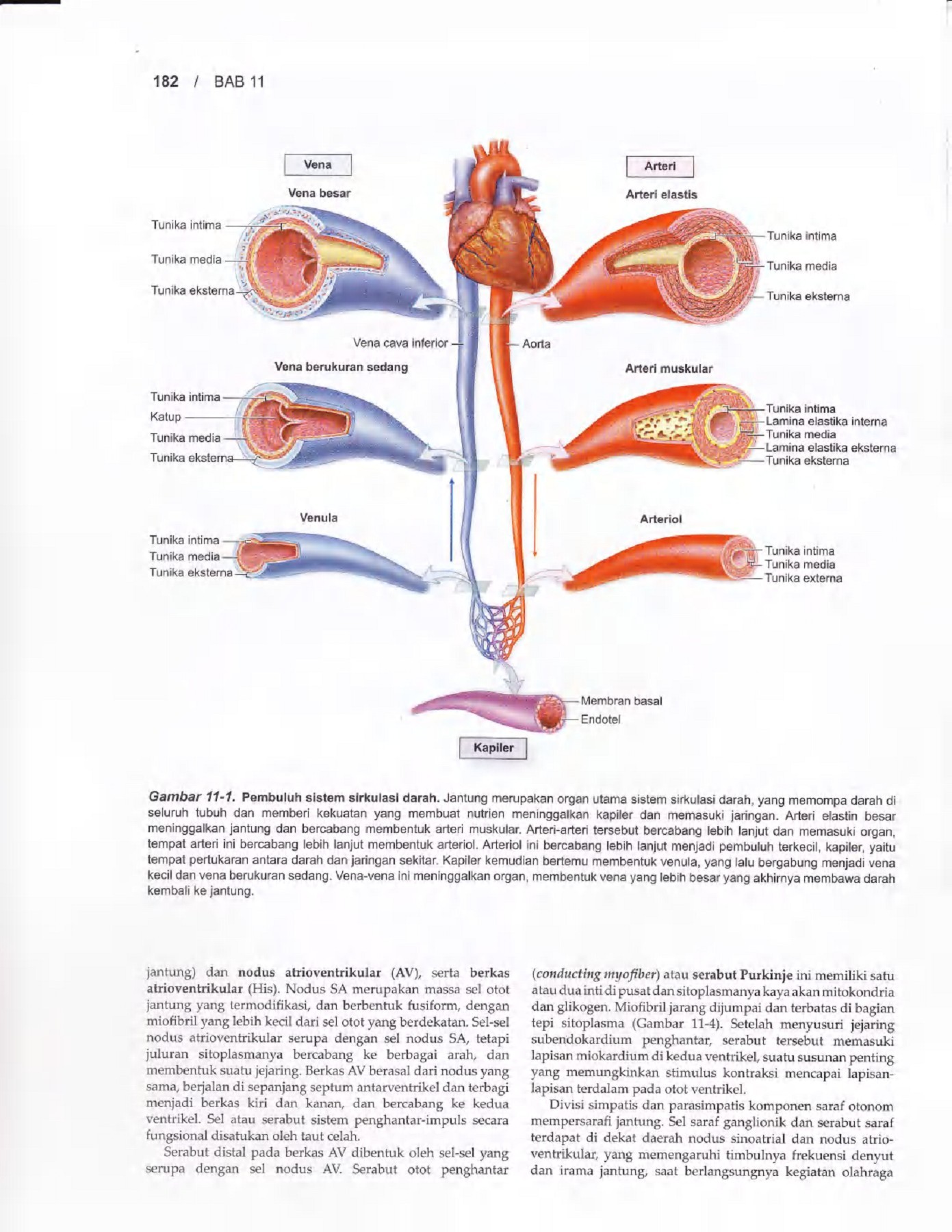 Bab 11. Sistem Sirkulasi - haryahutamas - Halaman 2 | PDF Online | PubHTML5
