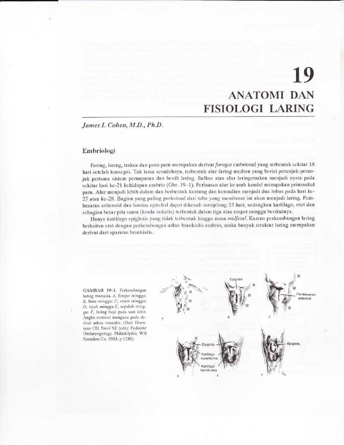 19. ANATOMI DAN FISIOLOGI LARING - haryahutamas - Halaman 1 | PDF ...