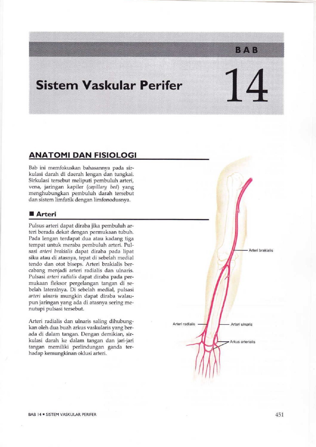 Bab 14. Sistem Vaskular Perifer - haryahutamas - Halaman 1 - 24 | PDF ...