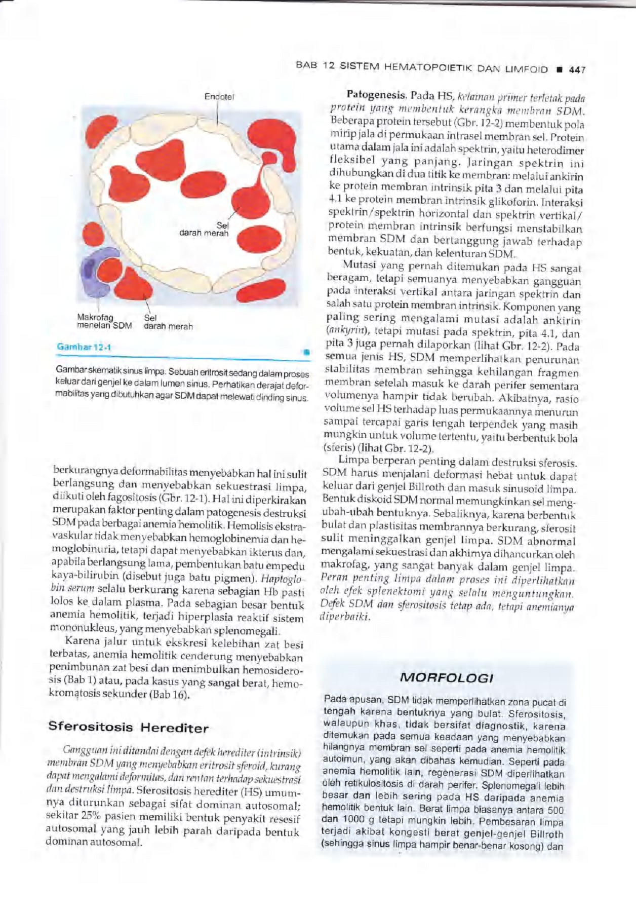 12. Sistem Hematopoietik dan Limfoid - haryahutamas - Halaman 5 | PDF ...